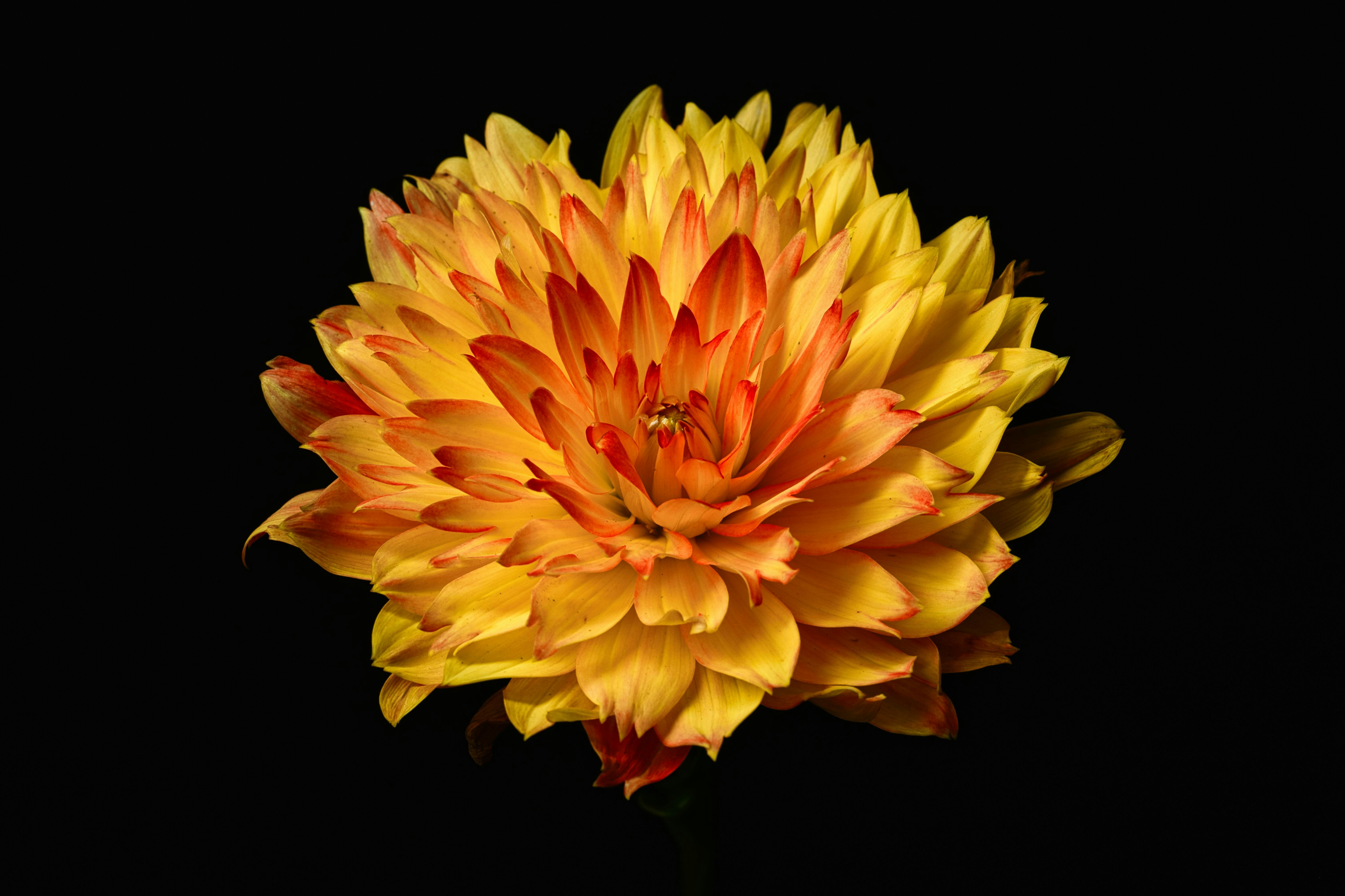 Blooming Dahlia | Vibrant yellow flower blooms beautifully against black.