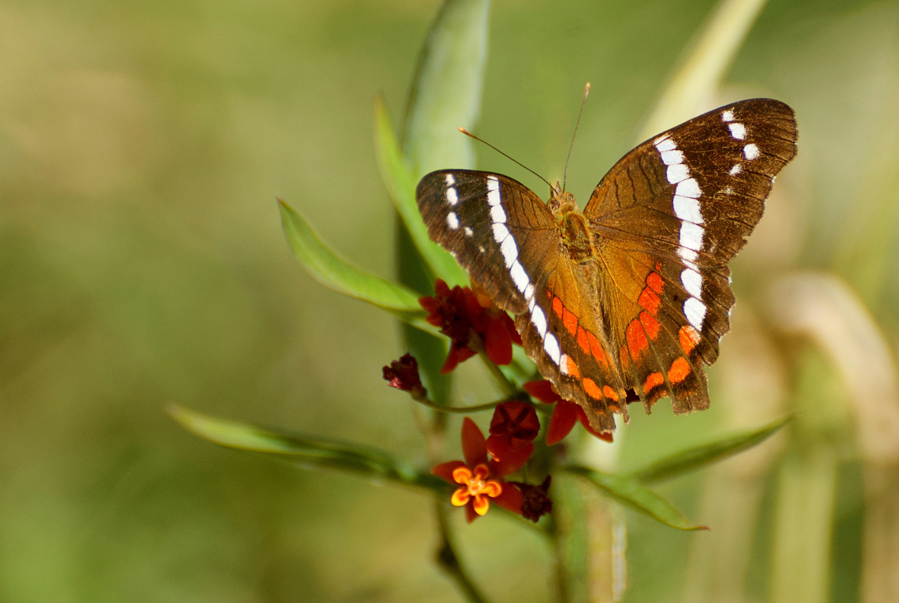 Butterfly on a plant | A butterfly sits on a red flower.