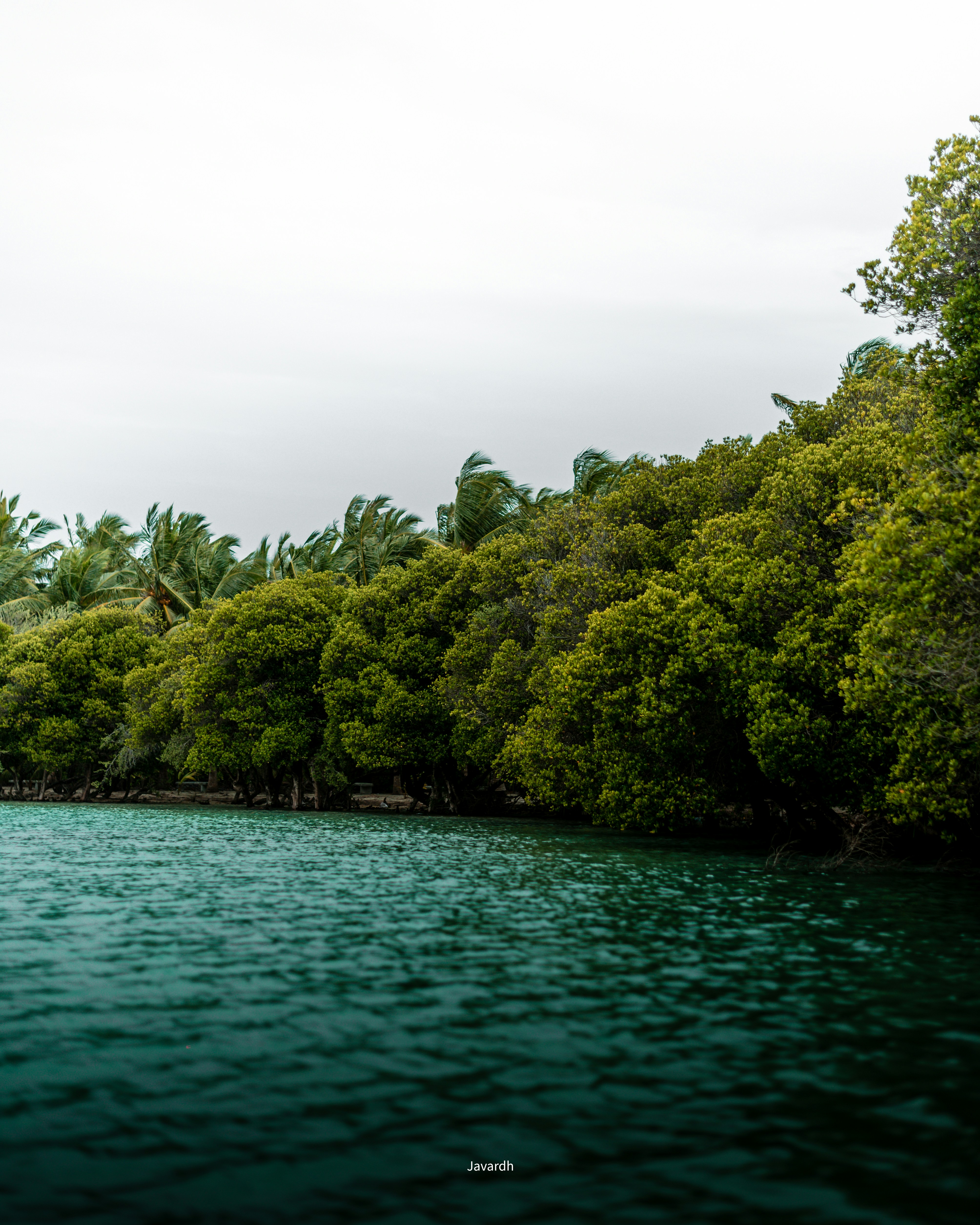Lush mangrove trees lining a tranquil waterway under a cloudy sky, creating a serene natural habitat.