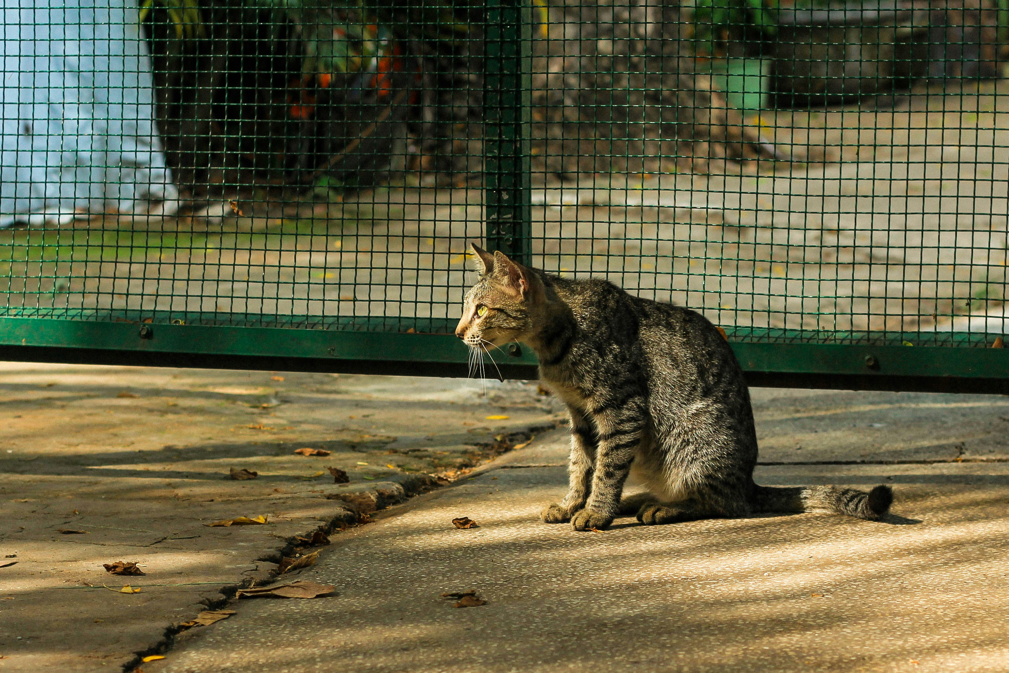 Whiskers at the Gate: A Feline's Watchful Vigil
