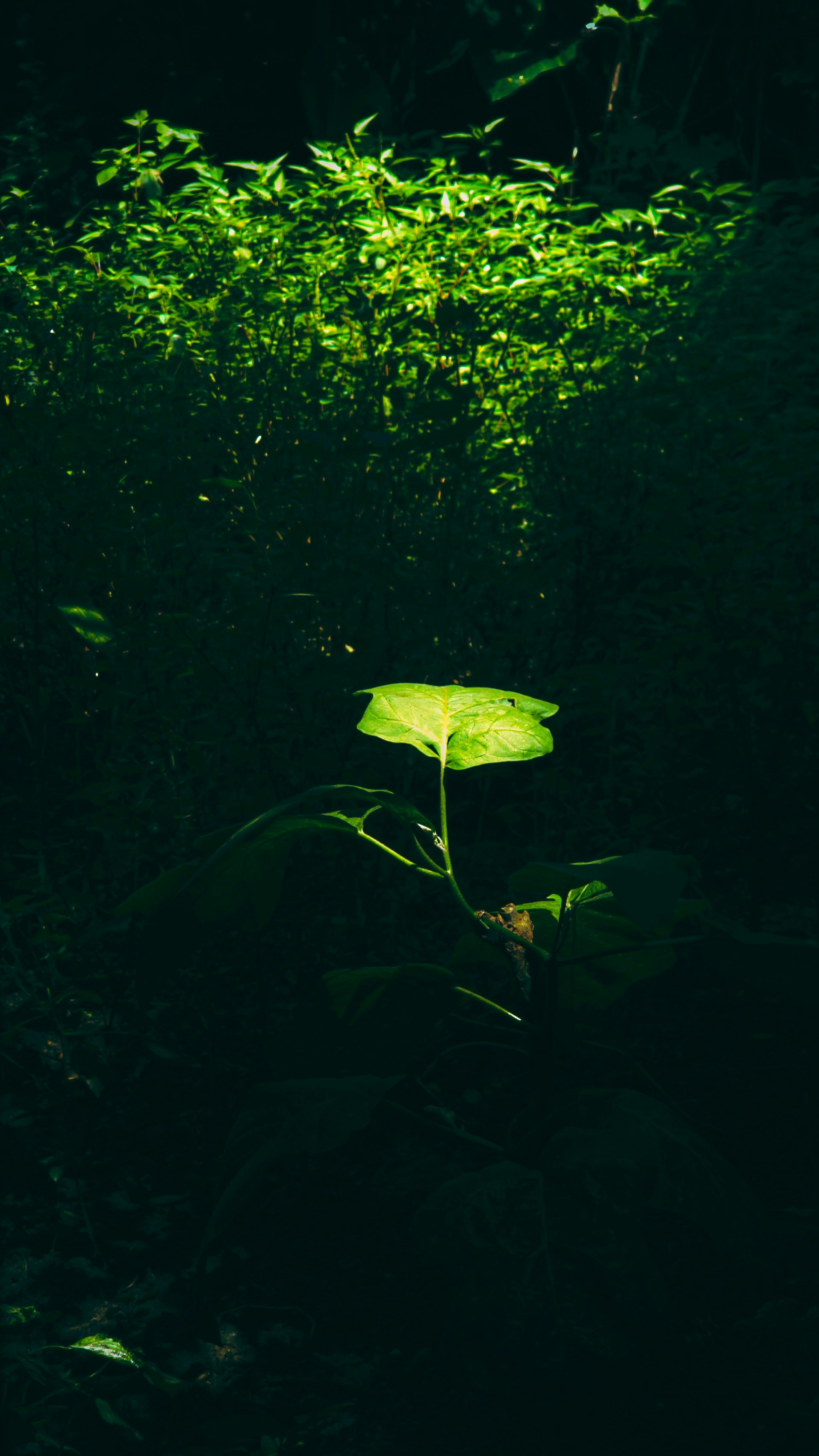 Afternoon sunny. | A single leaf illuminated in sunlight.