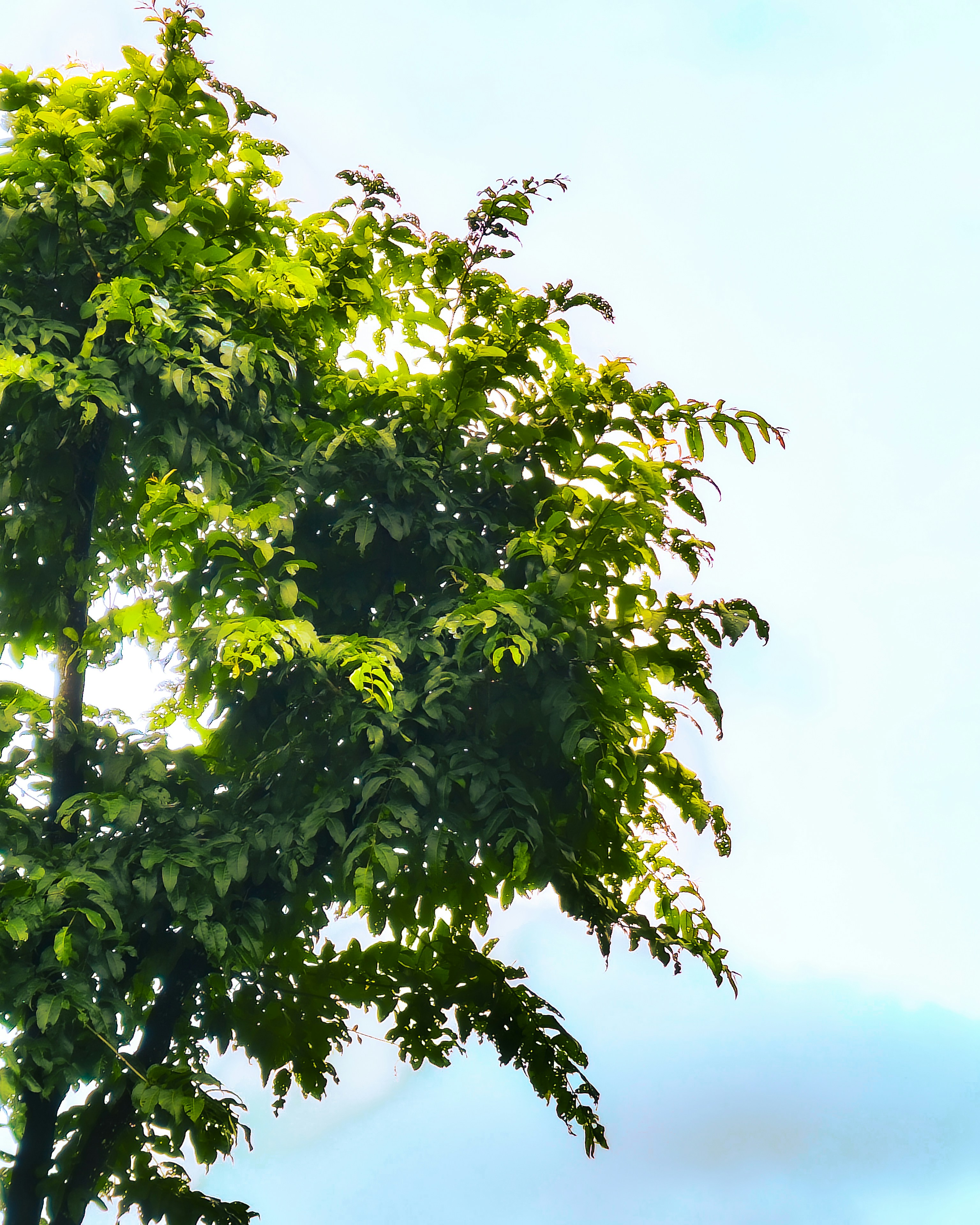 Green tree branches reaching towards the blue sky.