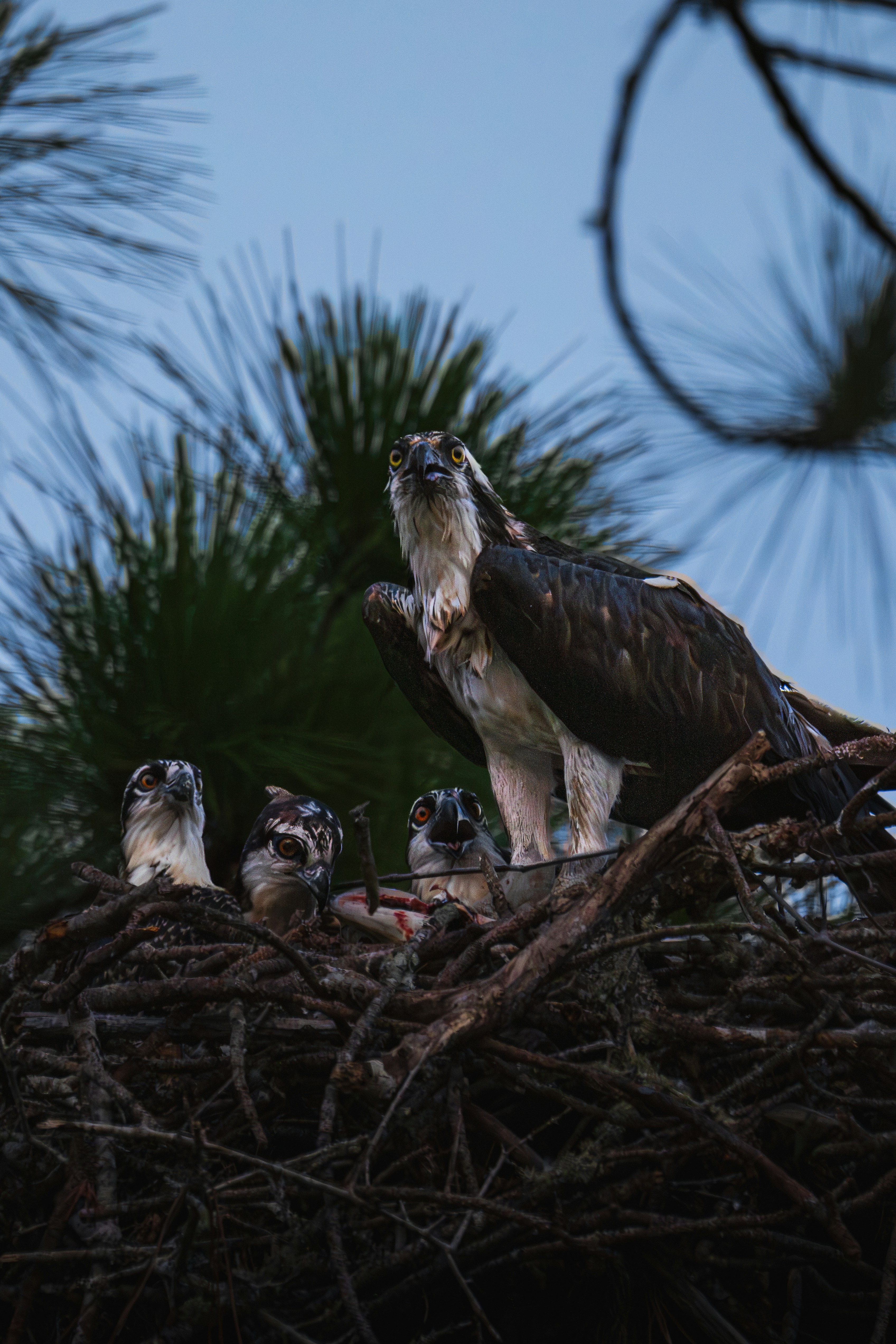 Guardians of the Nest: A Family of Ospreys