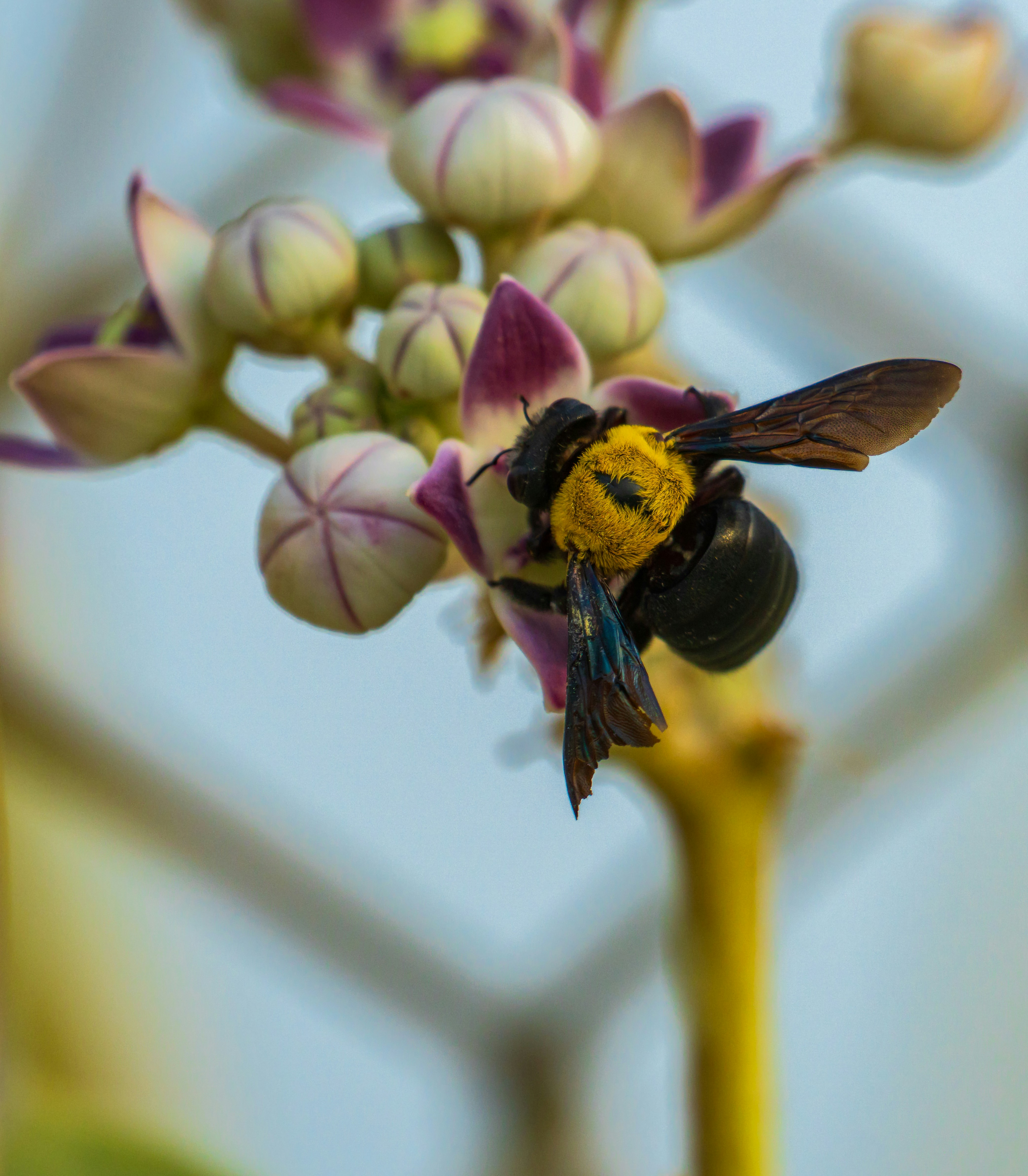 Pollinator's Dance: A Moment in Nature's Symphony