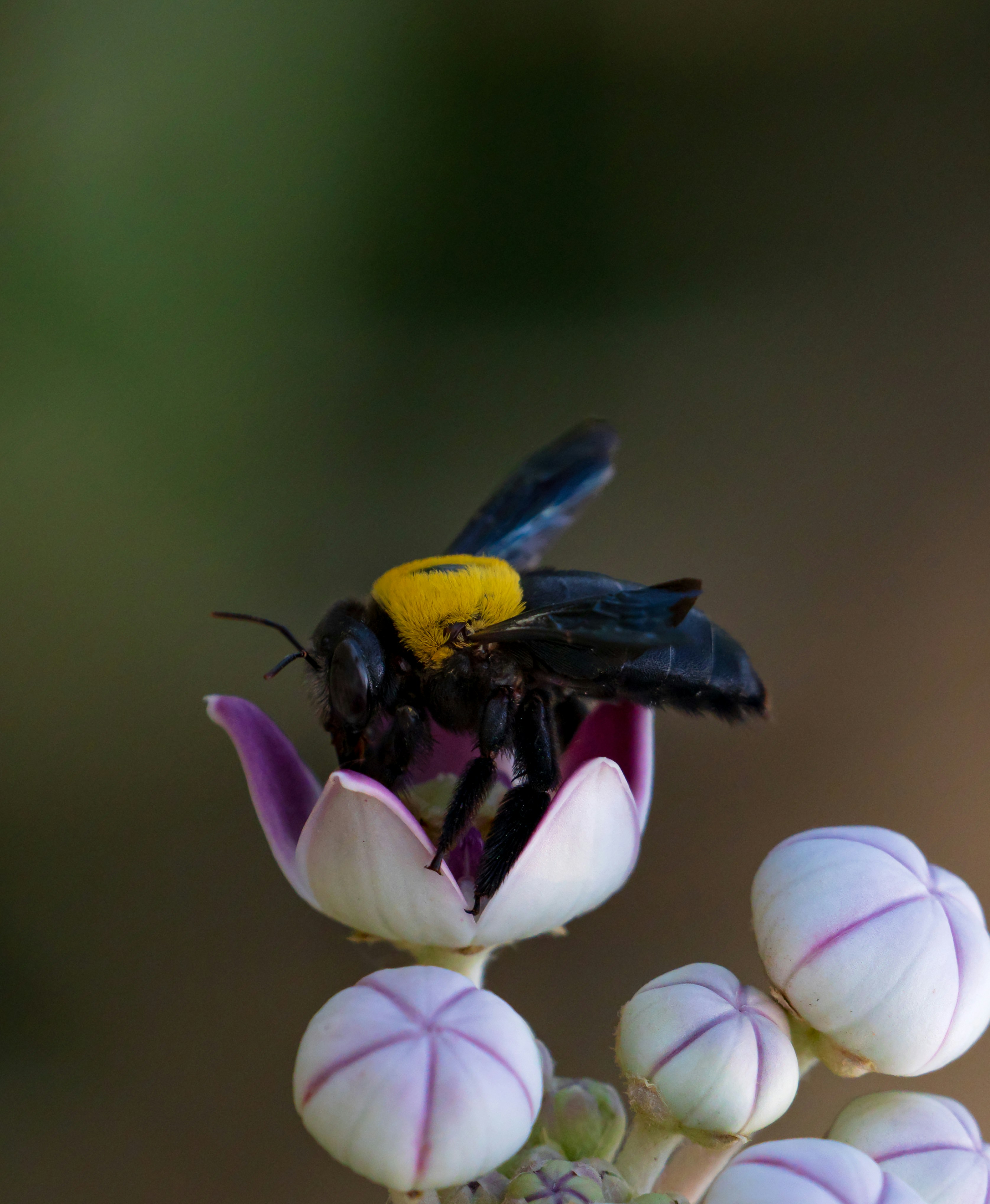 Gold-Tipped Bee on a Bud: Micro Moment Amid Velvet Petals