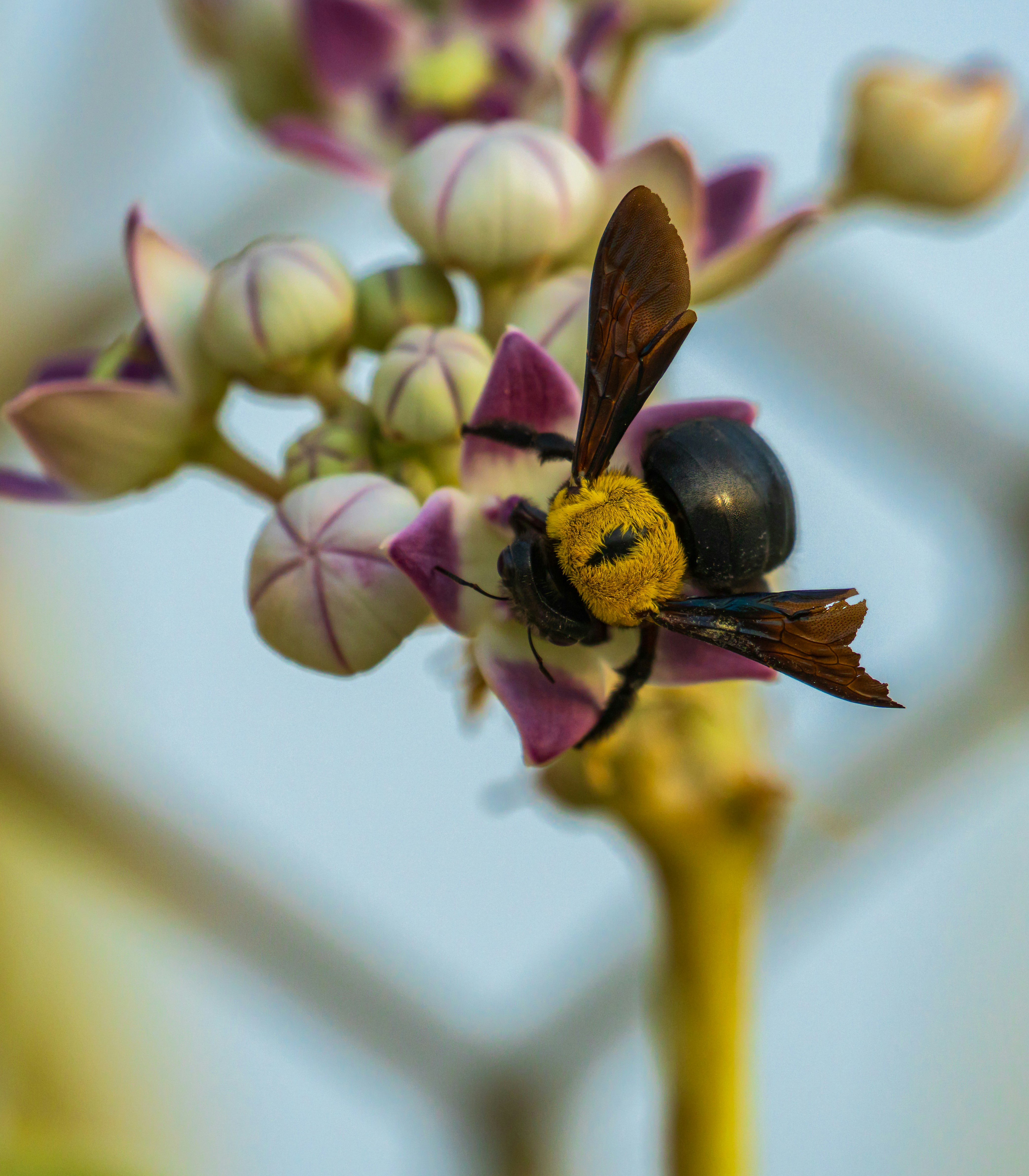 Pollinator's Dance Among Blossoms
