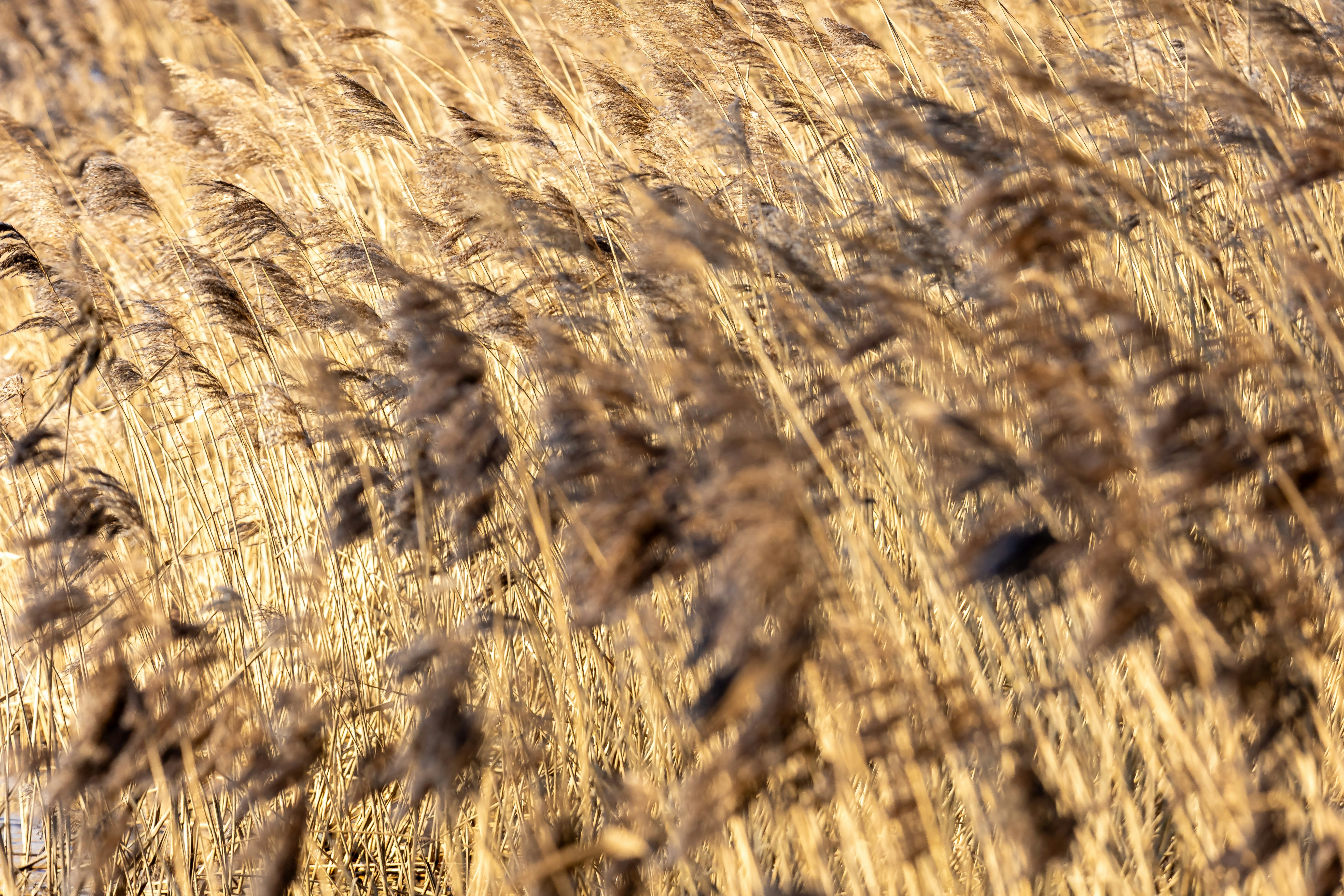 Wilted grasses sway gently in the sunlight.