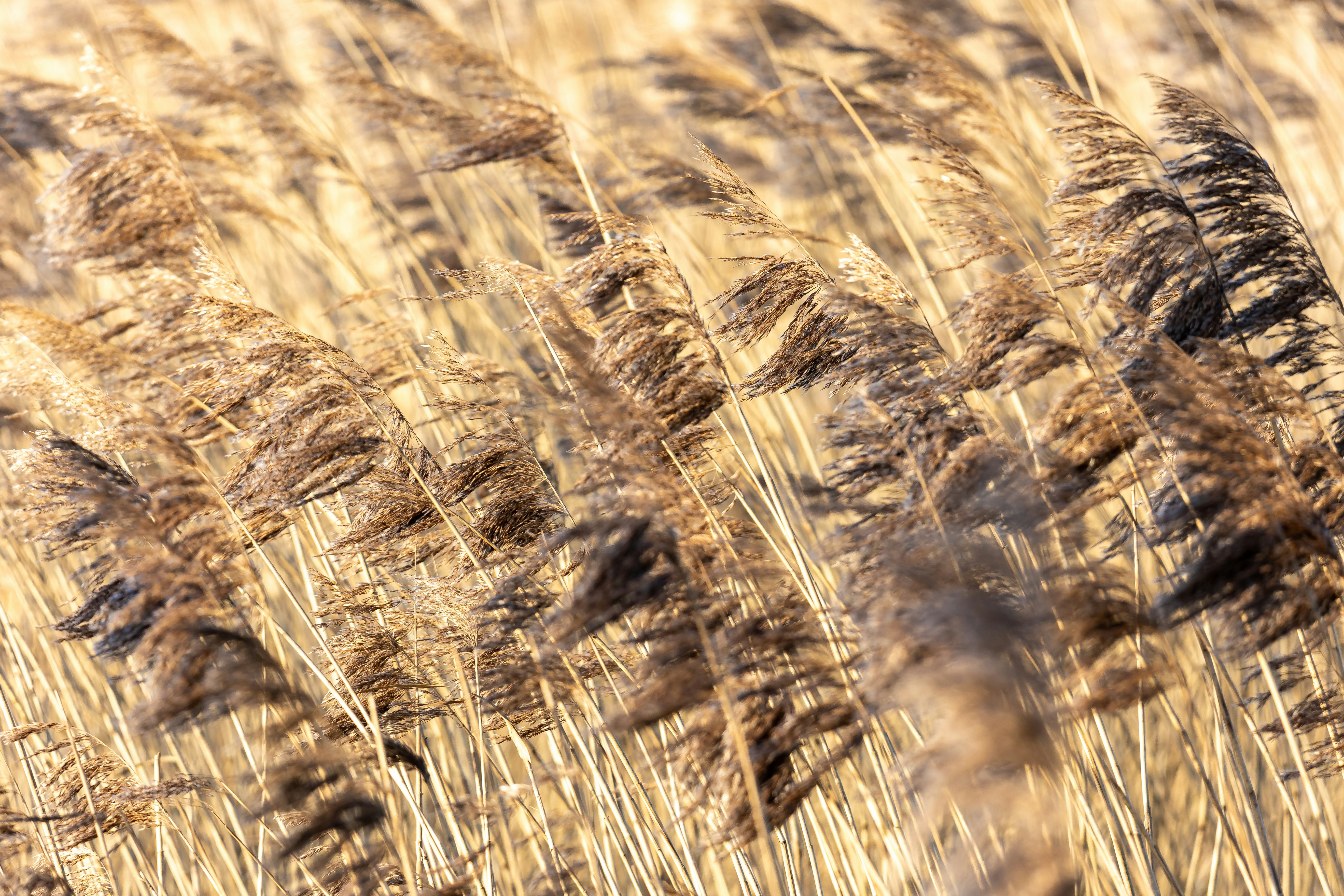 Dried grasses rustle in the wind.