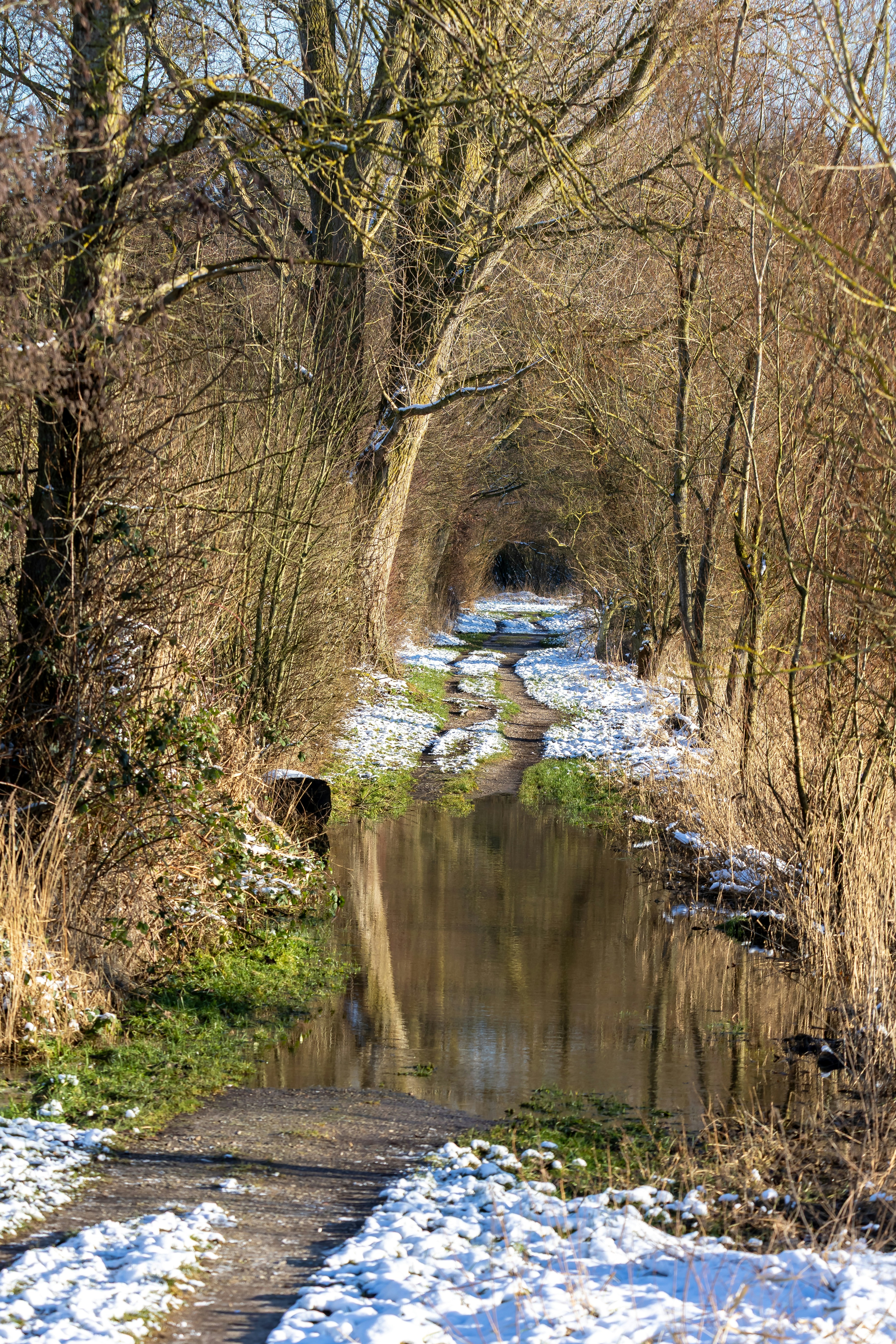 Reflections of Serenity: A Pathway Through Nature's Embrace