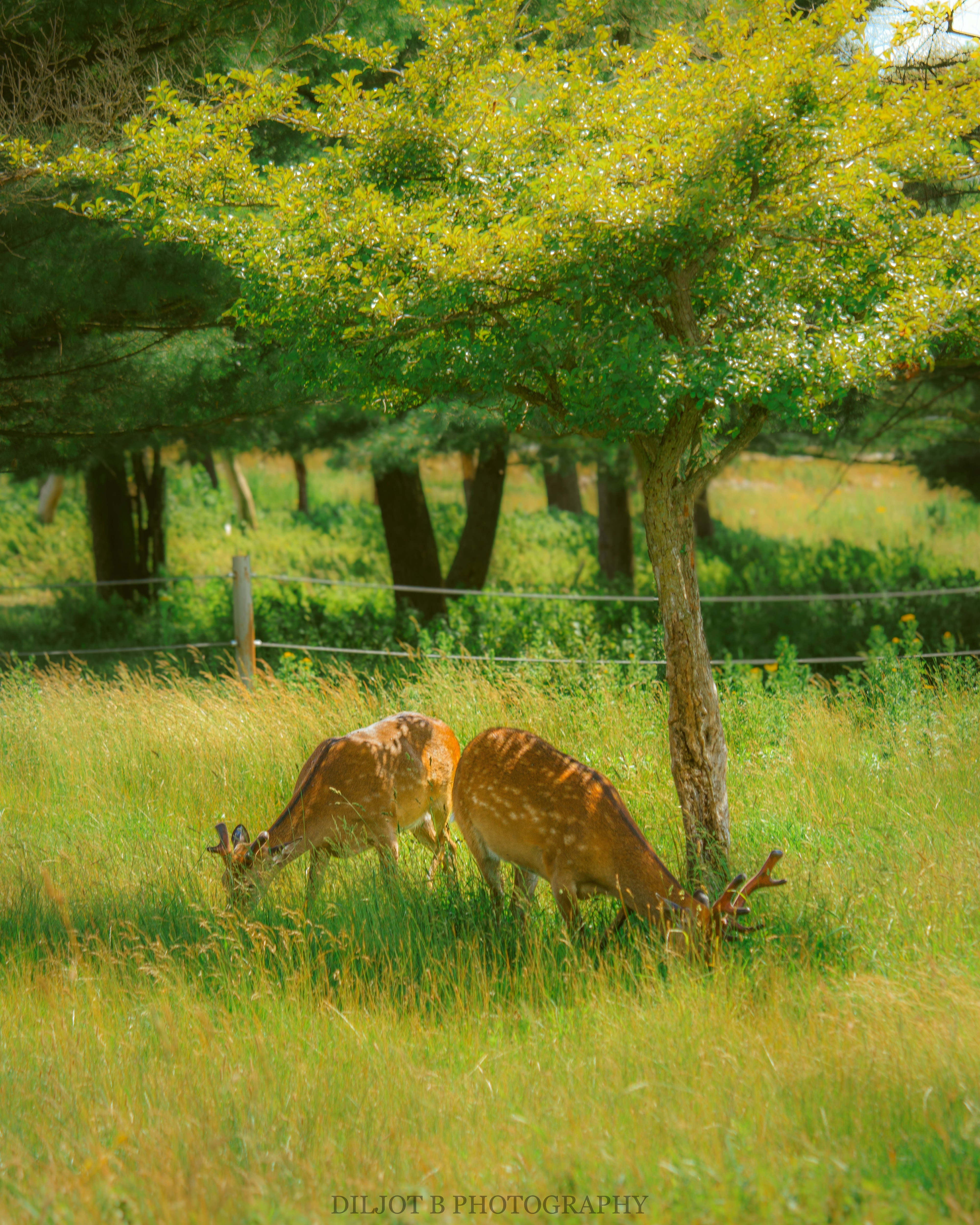 Serene Grazing: A Moment in Nature