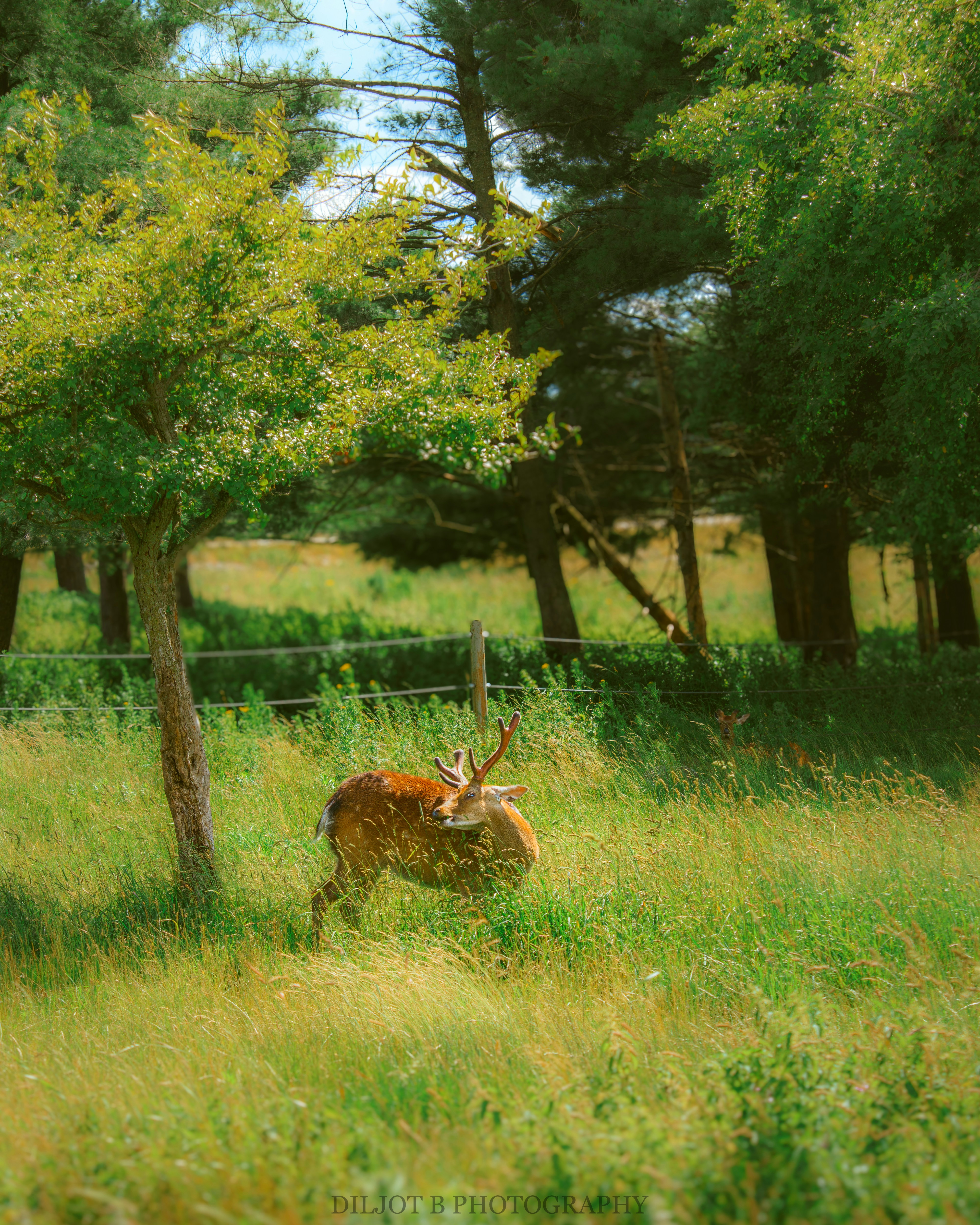 A lone stag standing still in the grass, half-hidden by trees, half-soaked in sunlight.