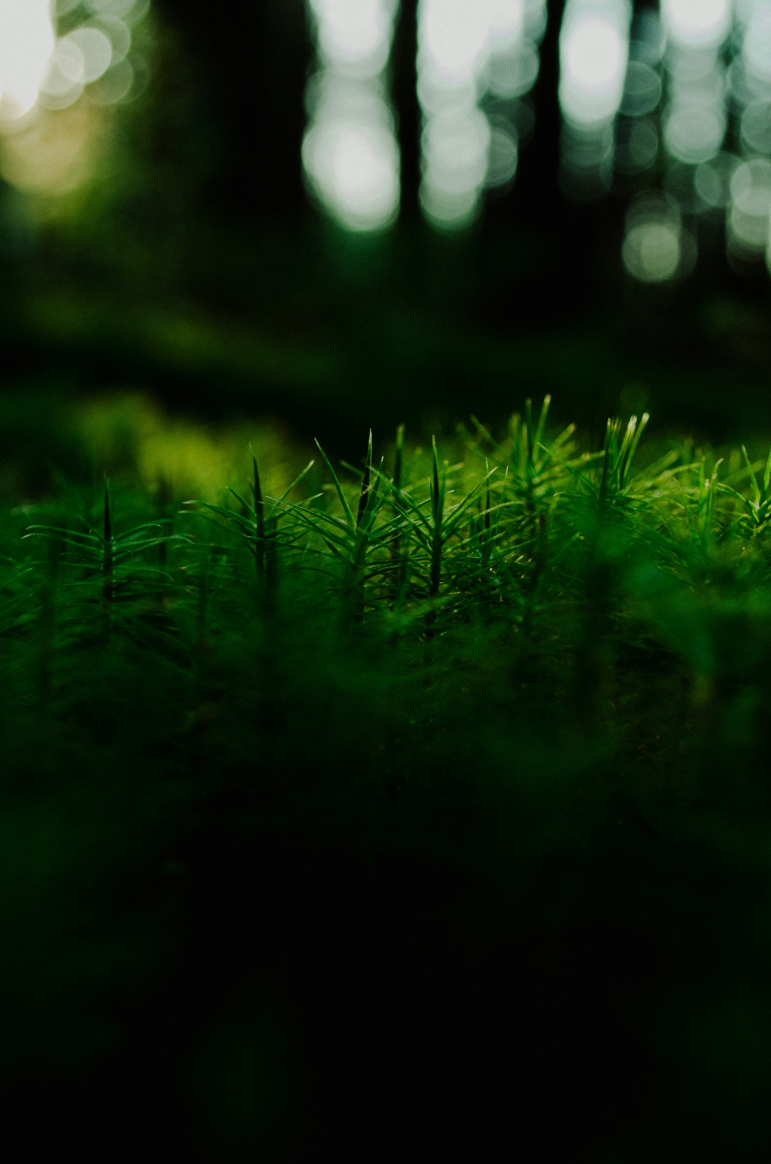 Verdant Spires on the Forest Floor