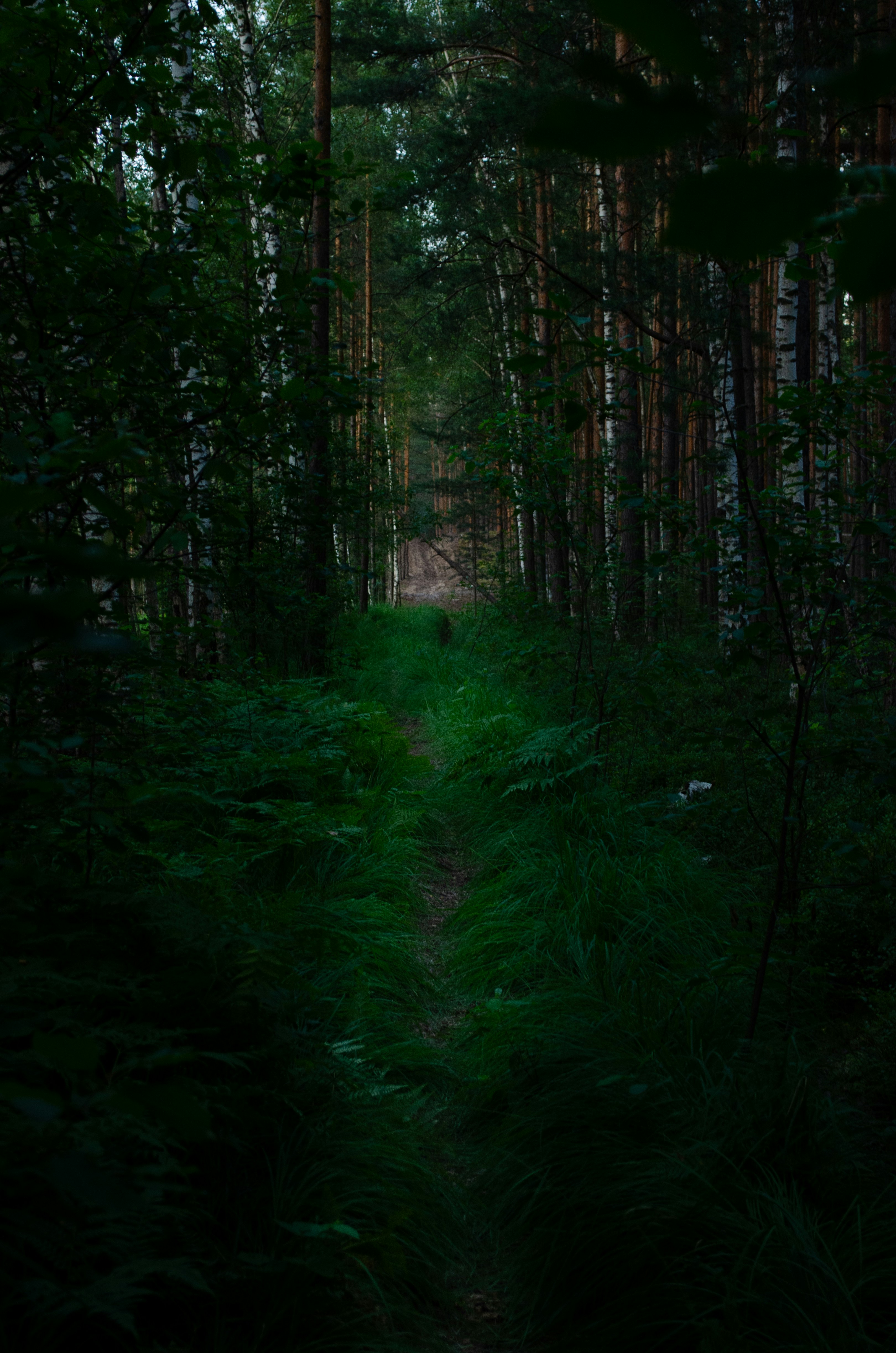 A dark path winds through a tranquil forest.