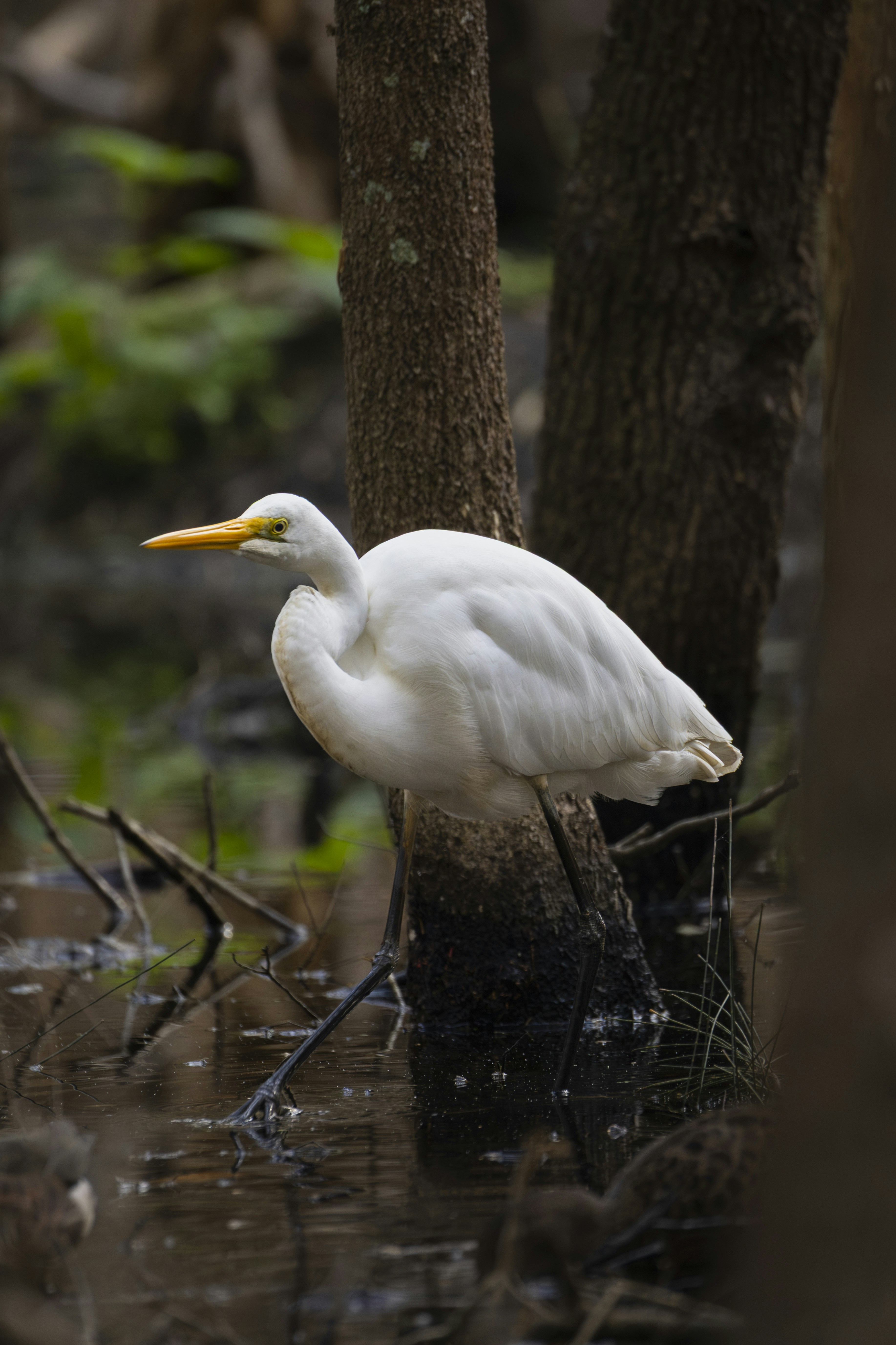 Elegance in Stillness: A Great Egret's Refuge