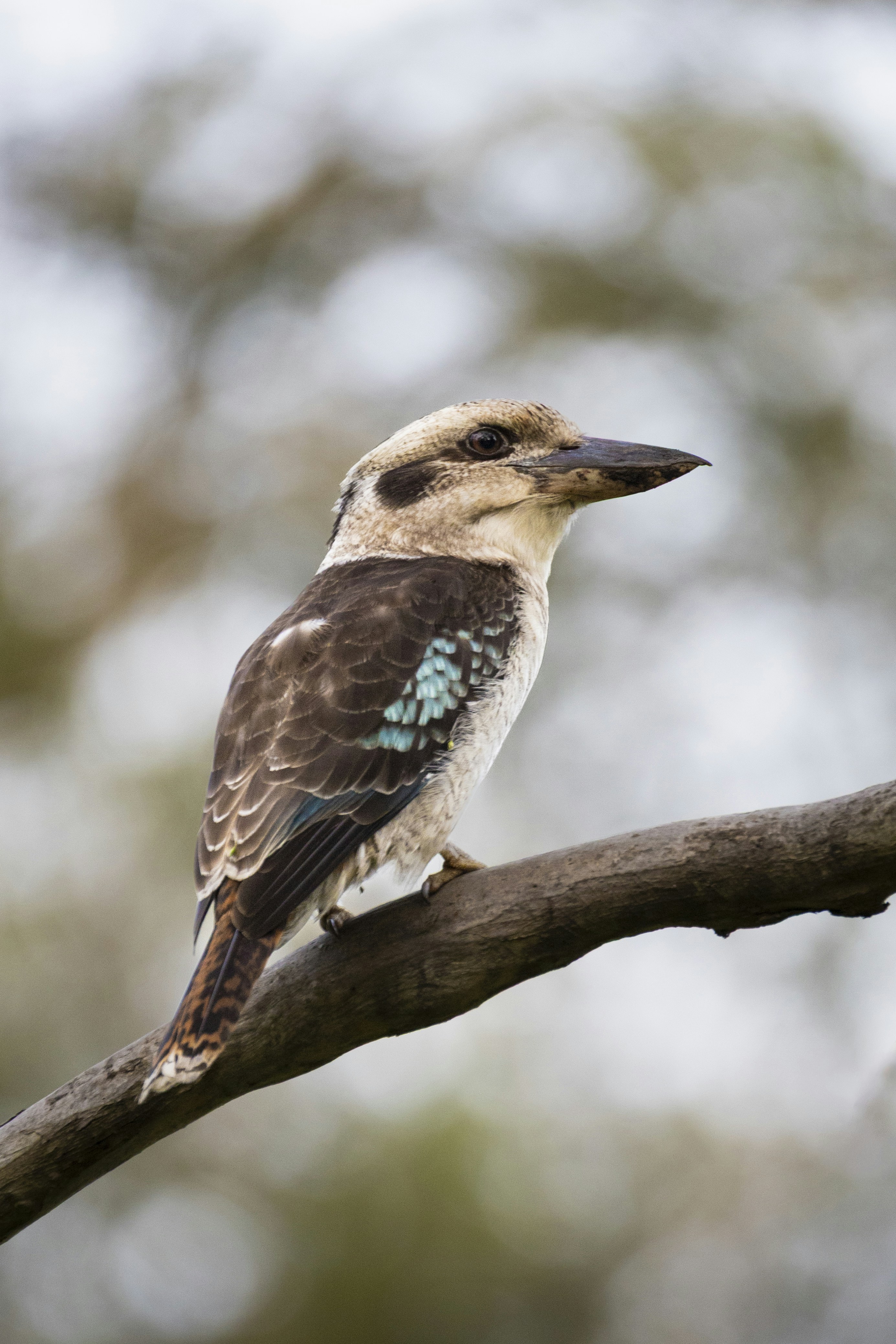 Perched with a Turquoise Wing Accent on a Quiet Branch