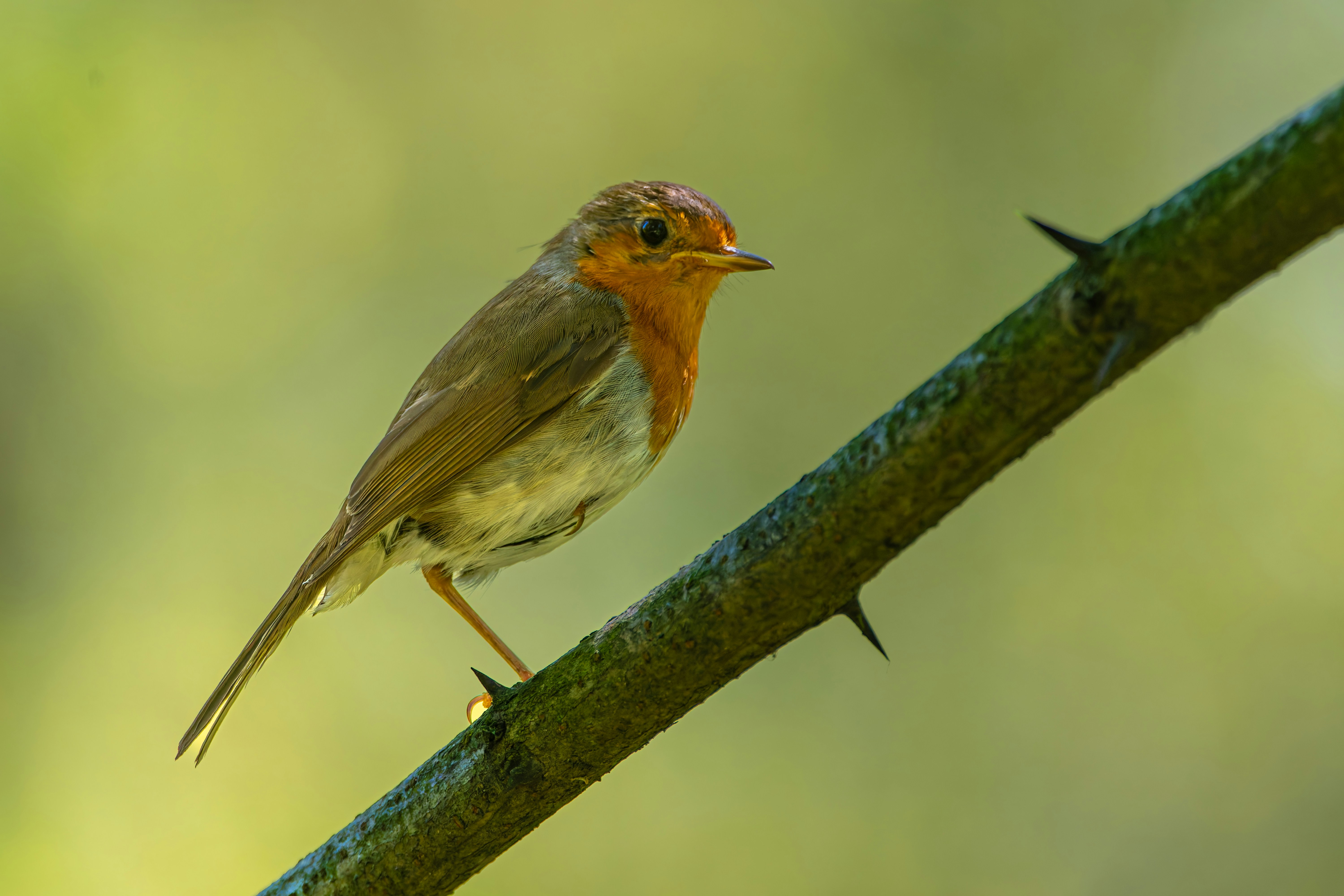 Photo by Siegfried Poepperl with Nikon Z8