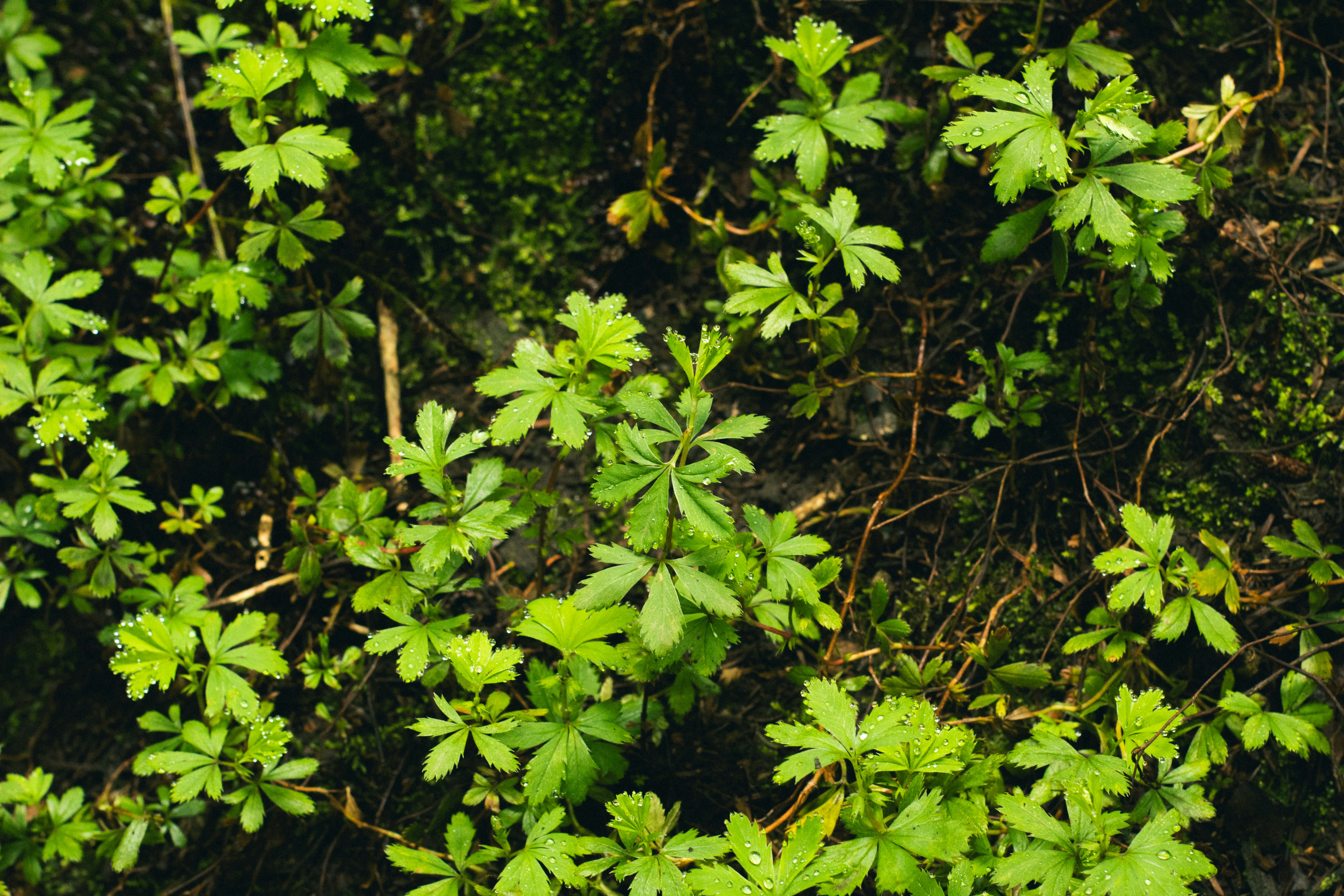 Vibrant green ferns growing among rocks in a dense forest floor. | Green plants thrive on a mossy surface.