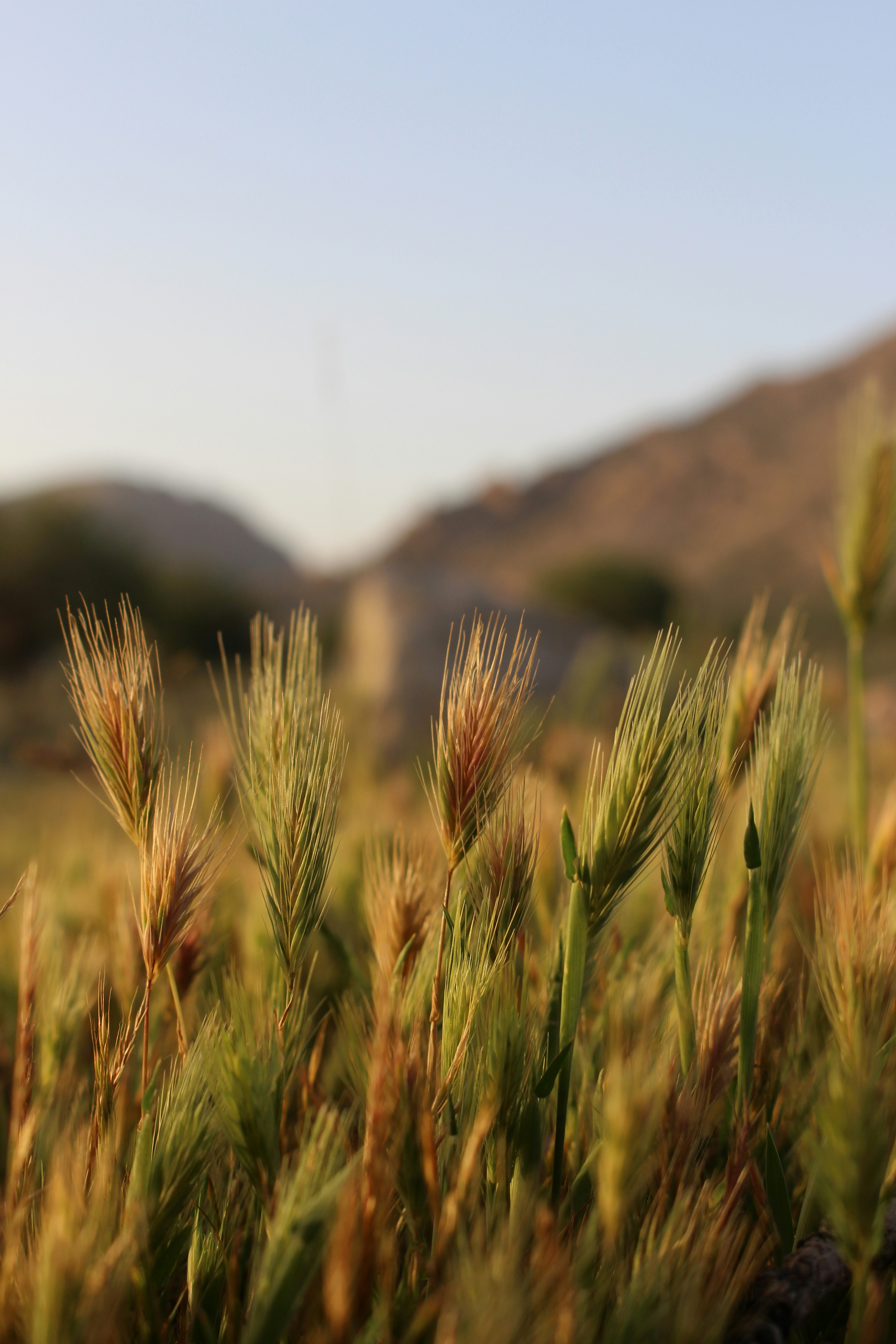 Wheat field in golden light with mountains.