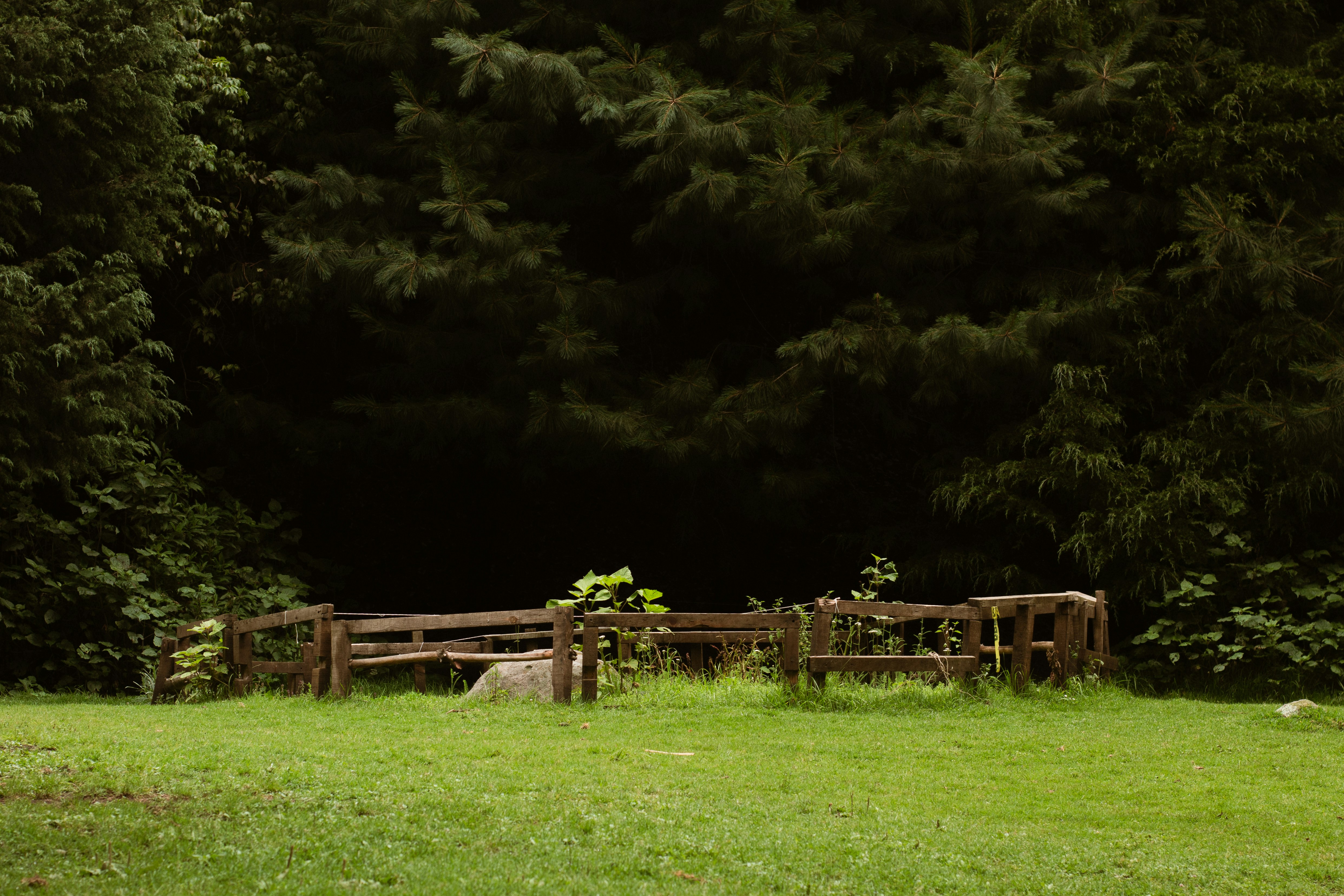 A peaceful wooden picnic table on a grassy clearing surrounded by dense forest. | Wooden benches sit in a clearing in the woods.