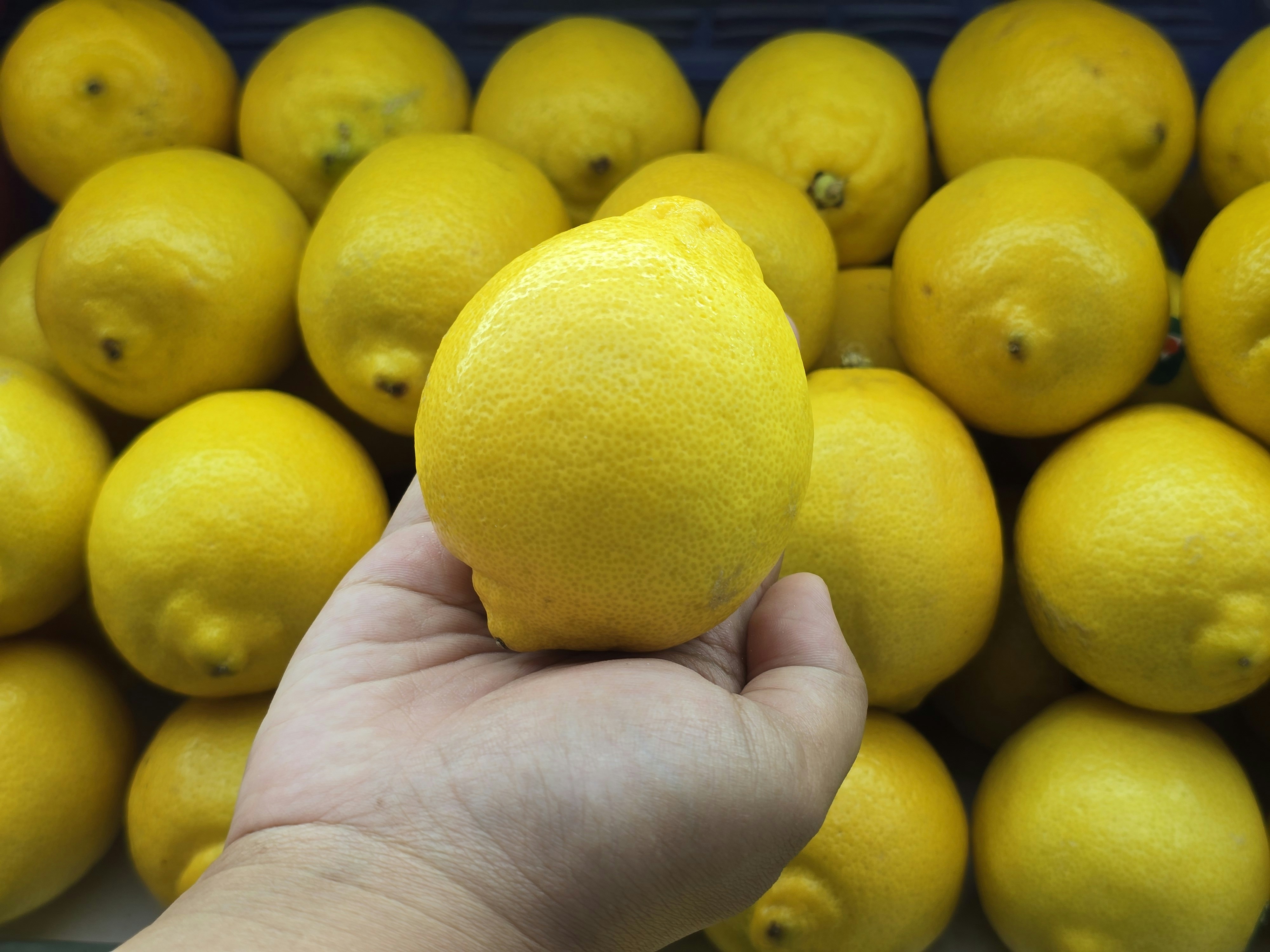 A hand holds a lemon with more lemons behind. photo – Free Food Image ...