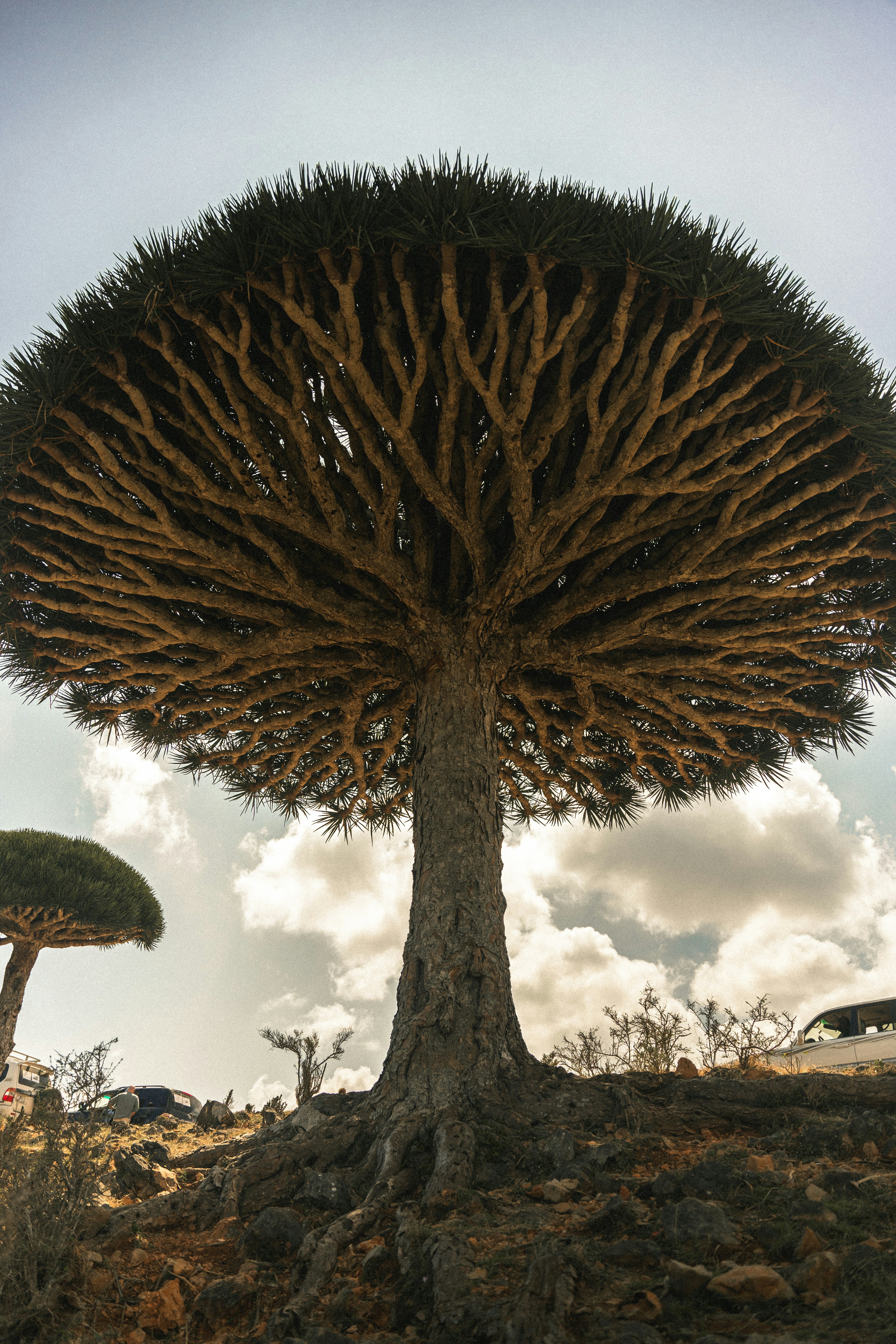 Nature's Umbrella: The Dragon Tree's Majestic Canopy