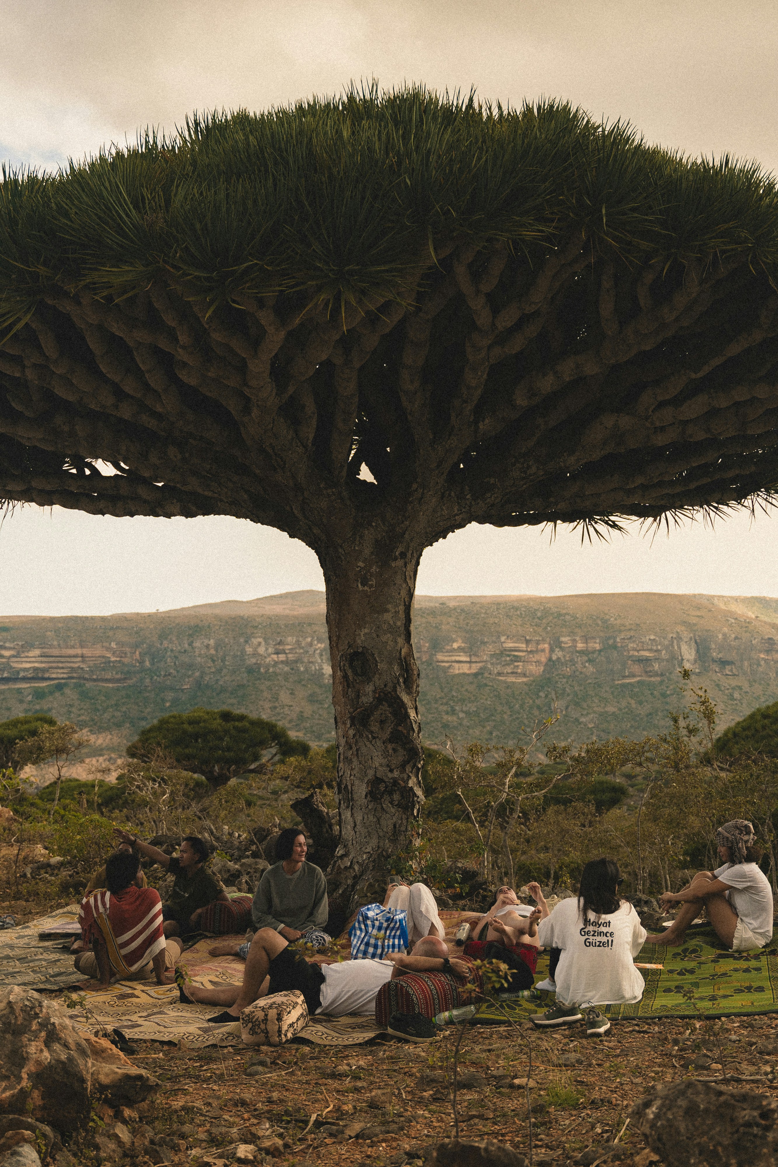 Gathering Beneath the Dragon's Shade