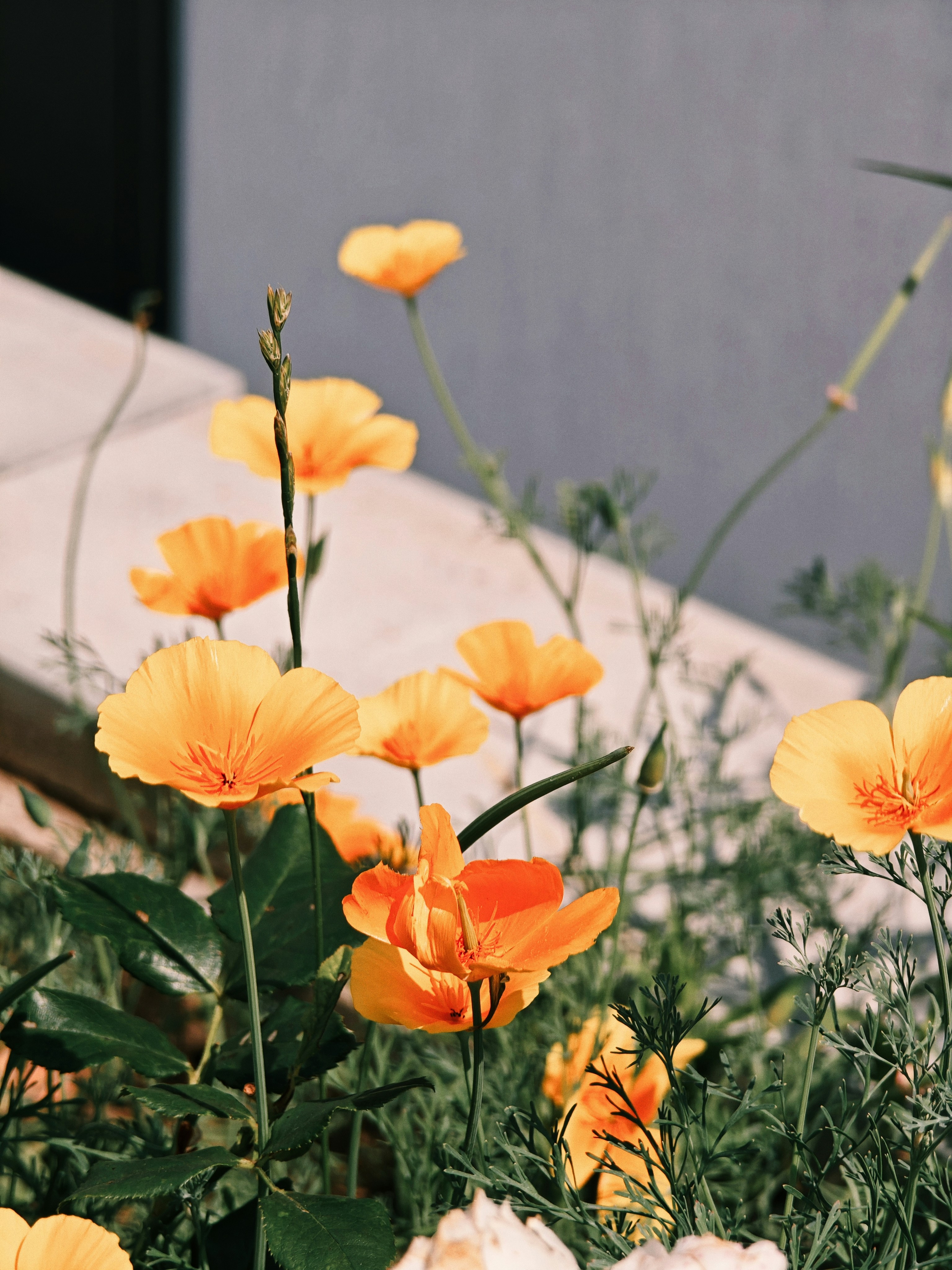 A cluster of orange and yellow flowers in a garden setting, showcasing their delicate petals against a soft background.