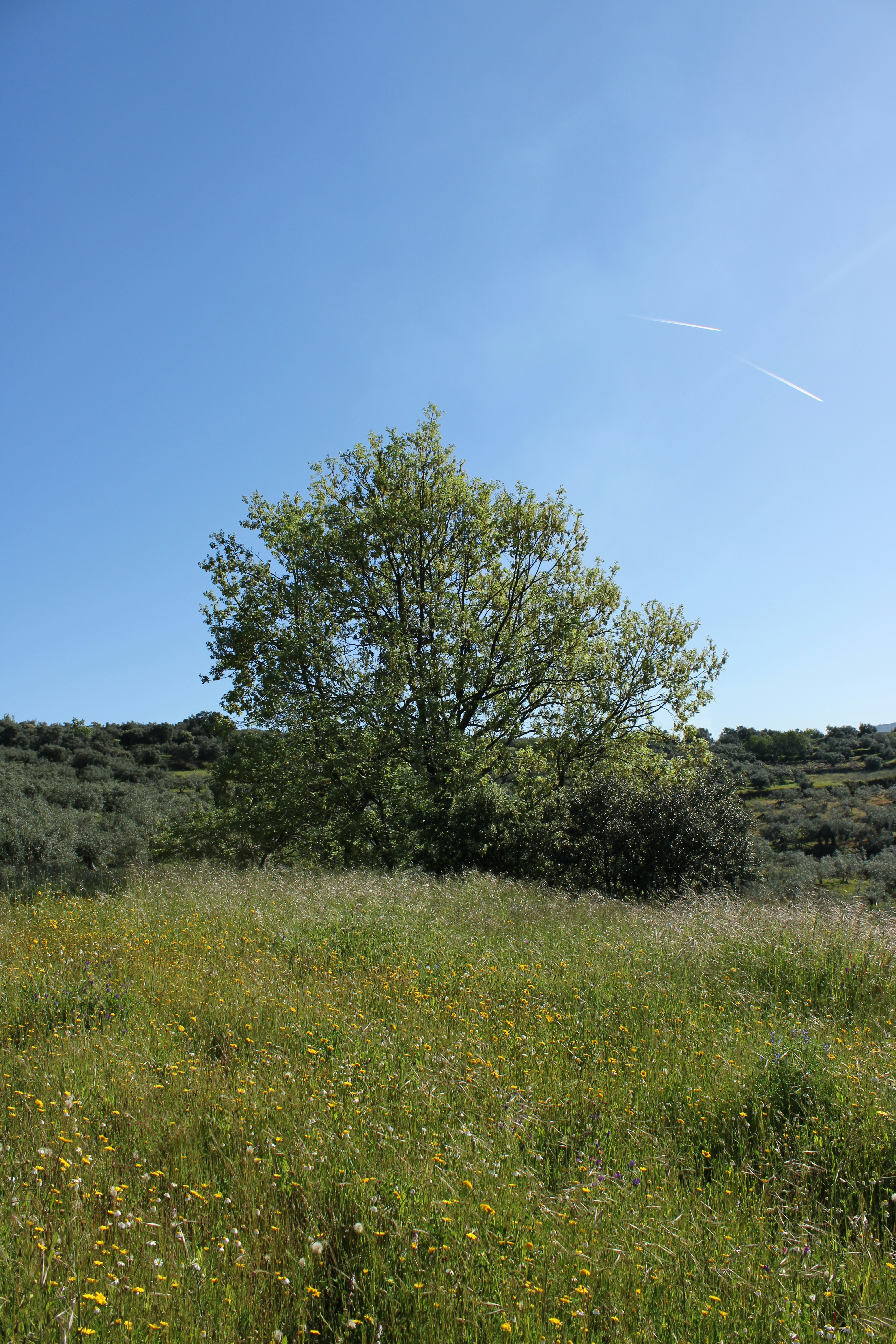 Bosque | A solitary tree sits in a grassy field.