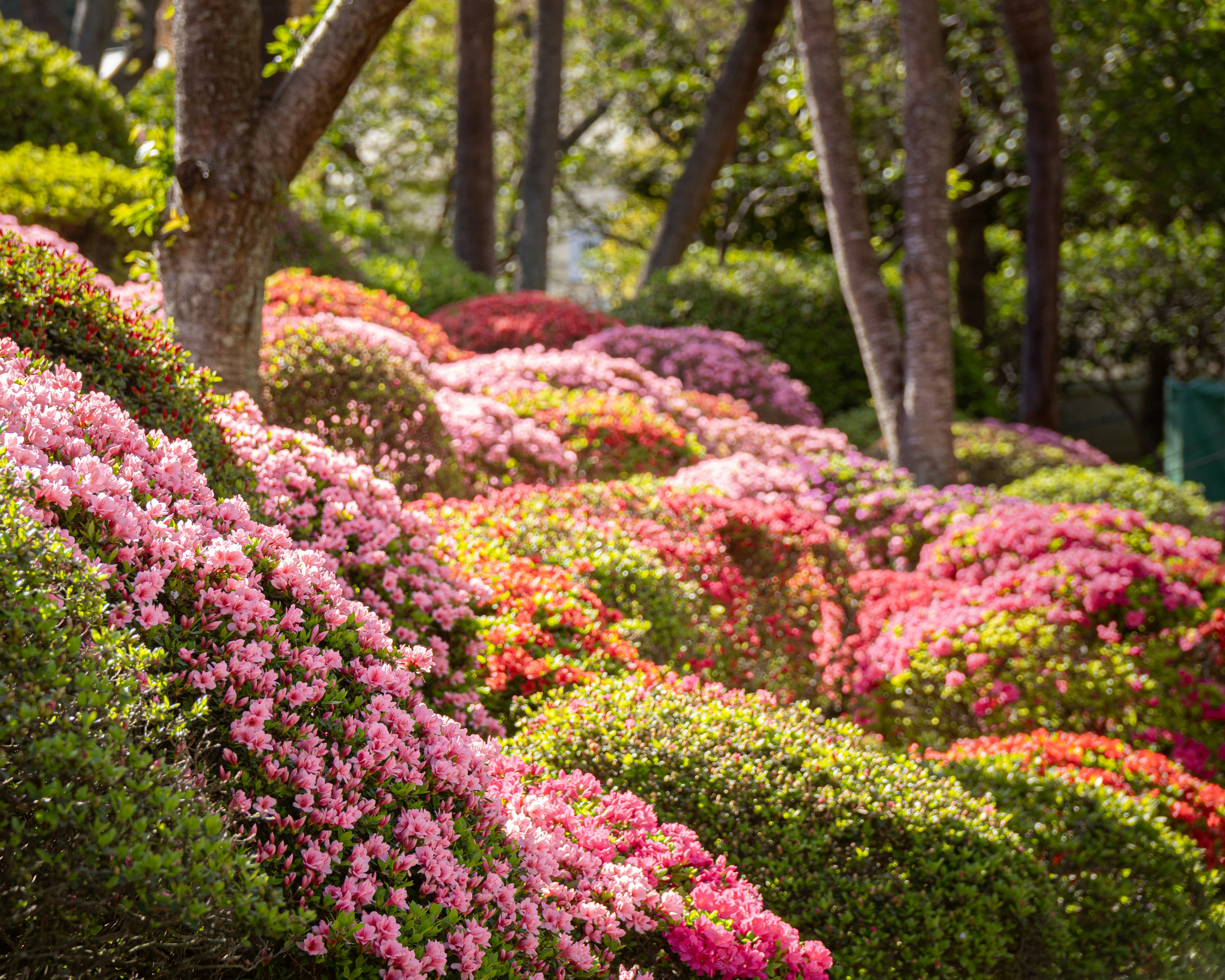 Flowering azaleas cascade down a gentle hillside.
