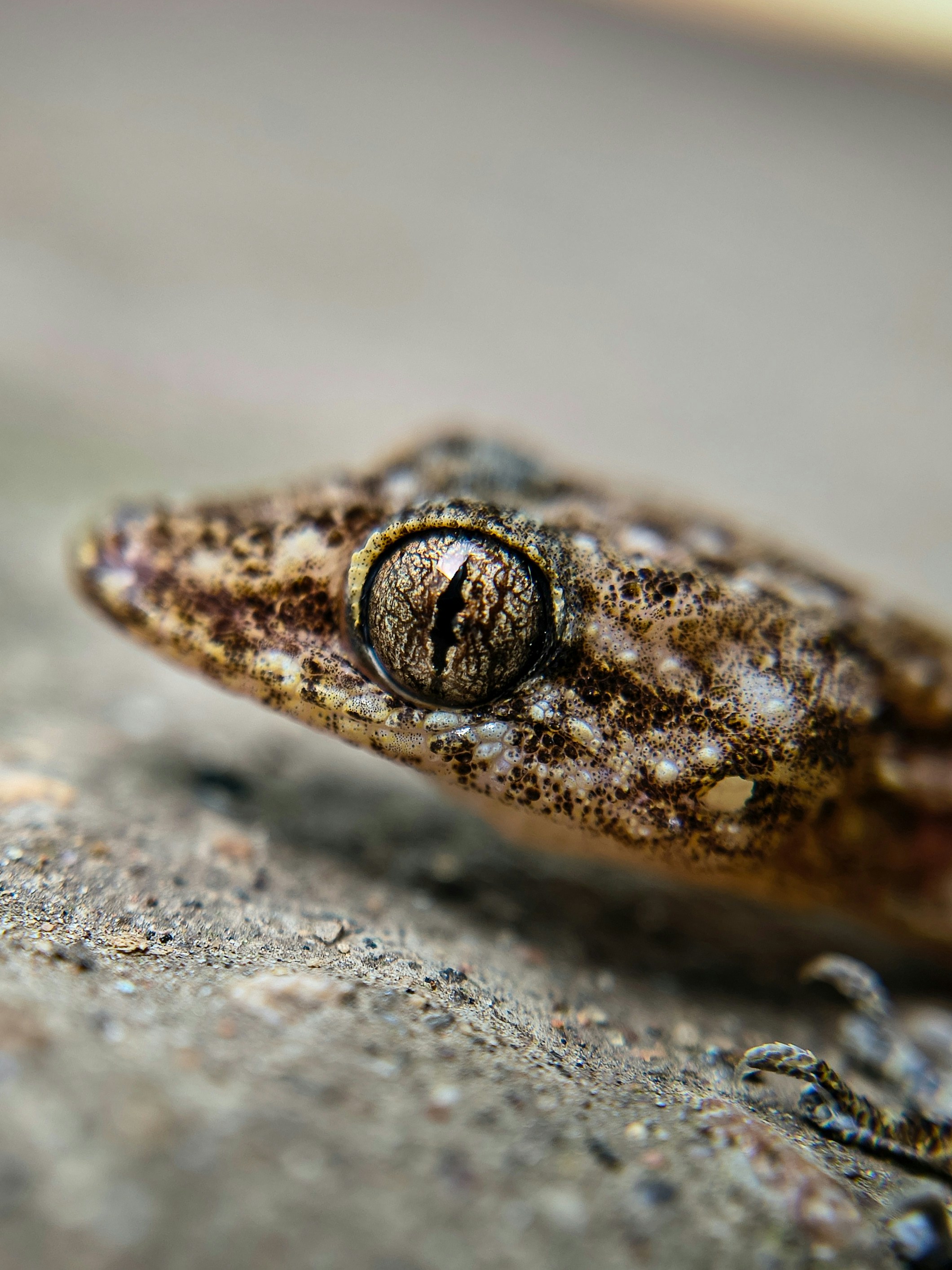 A close-up of a gecko's eye.
