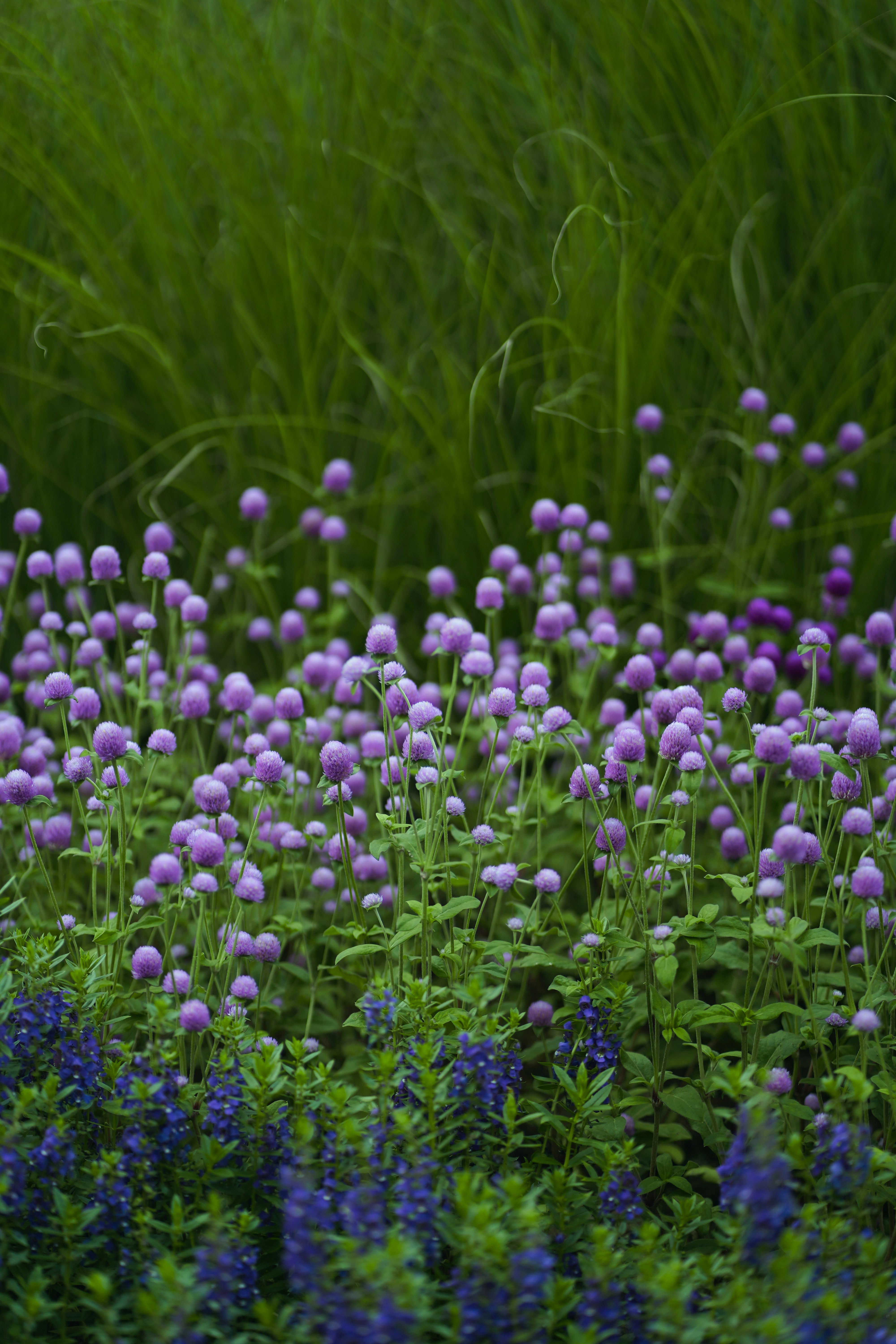 A tranquil sea of purple and green. Elegant salvia and charming globe amaranth weave together in the foreground, while soft ornamental grasses sway in the background. The gentle light and dreamy bokeh create a serene and healing natural atmosphere. | Purple globe amaranth flowers in a beautiful garden.