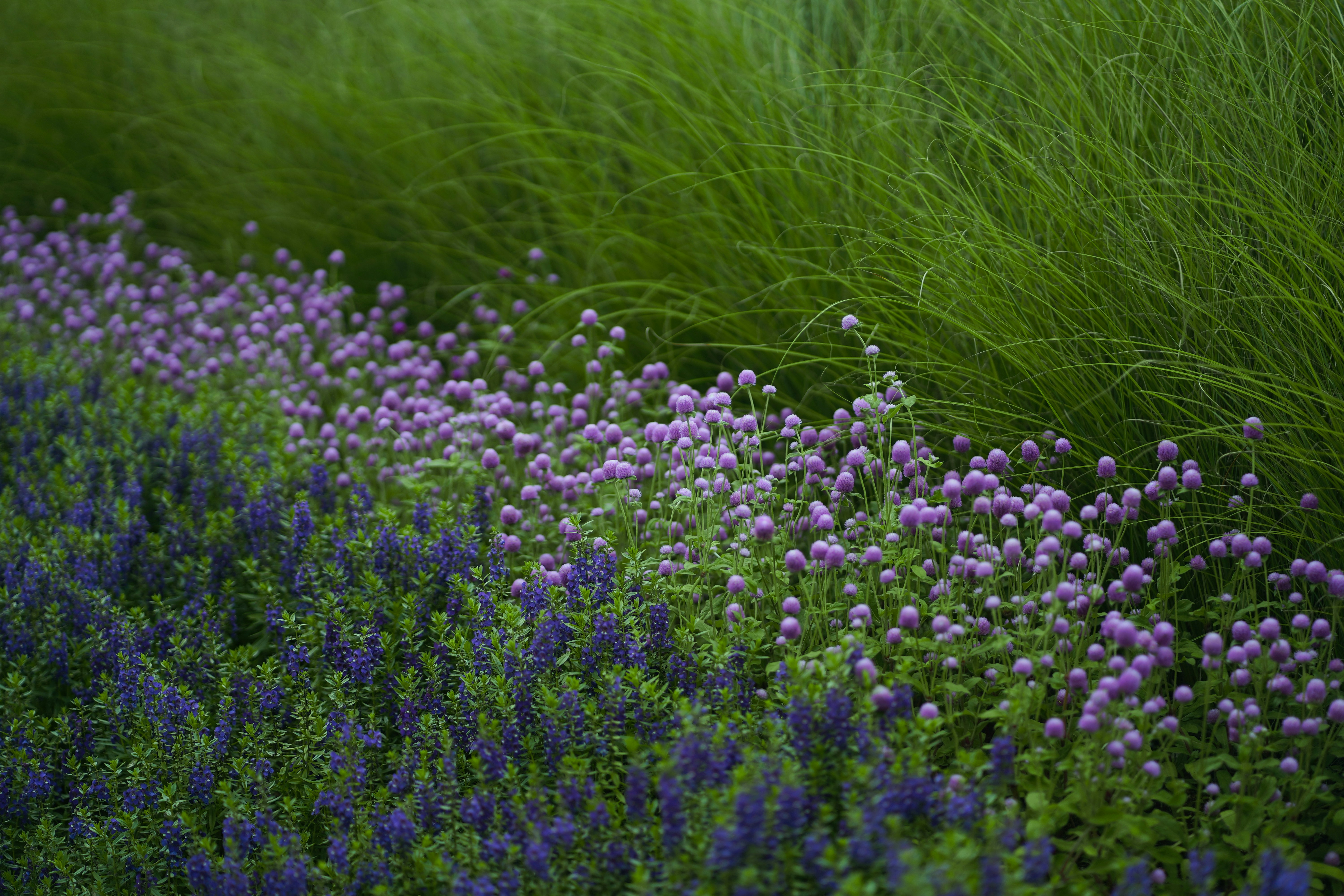 Purple Globe Waves Along a Velvet Verge