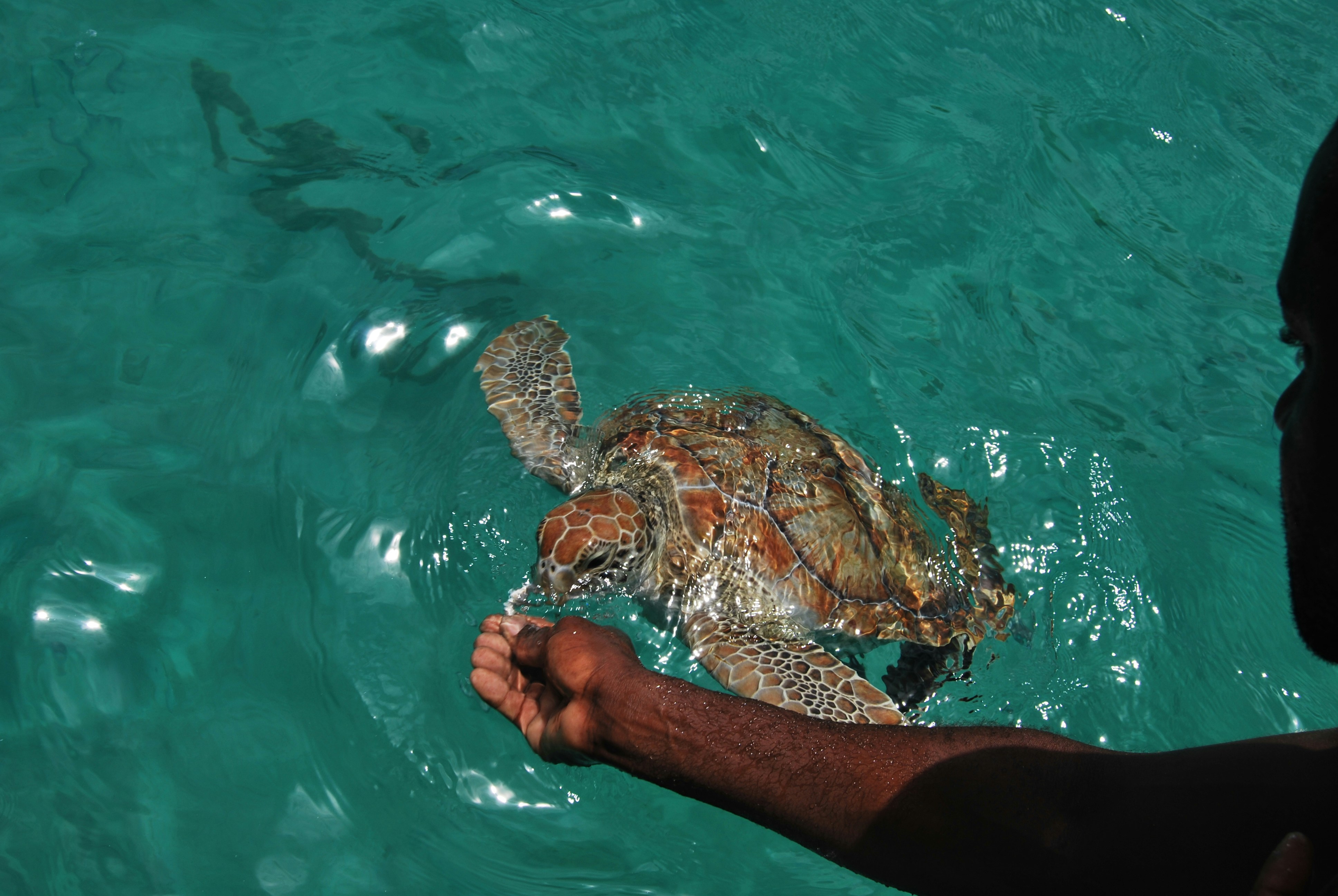 Harmony Beneath the Waves
