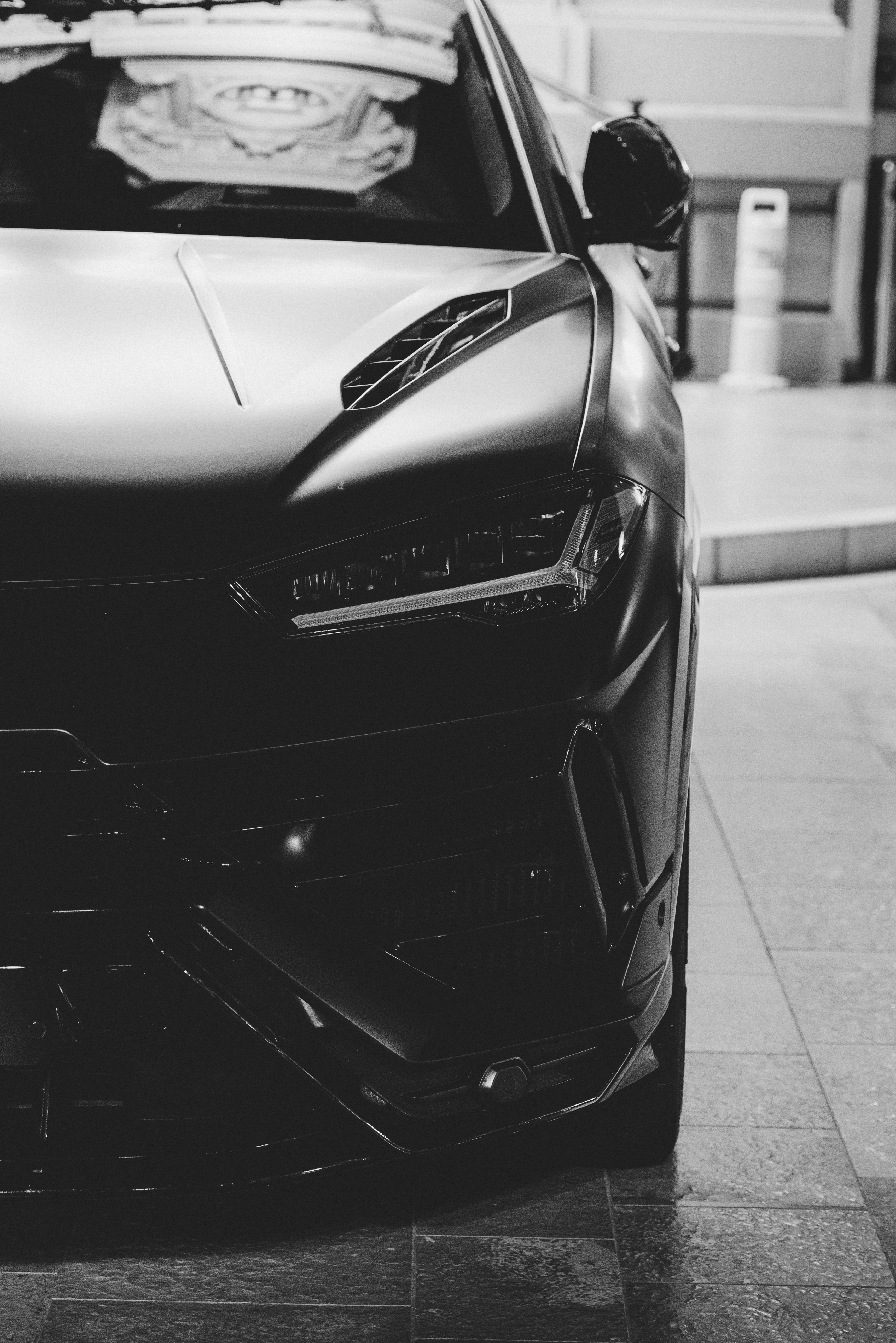 The Shadowed Beast: A Monochrome Encounter