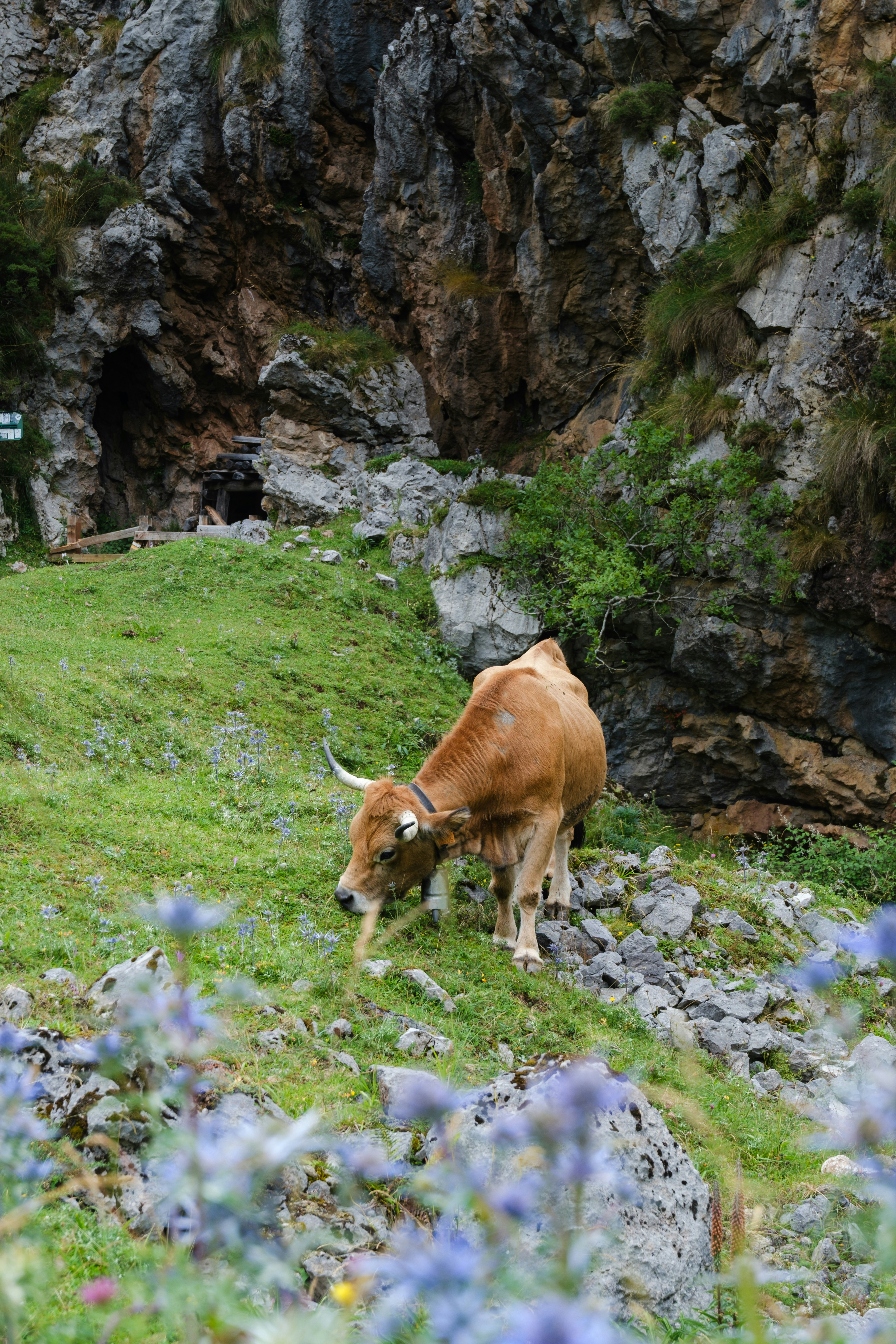 A cow grazes on a hillside in the mountains.