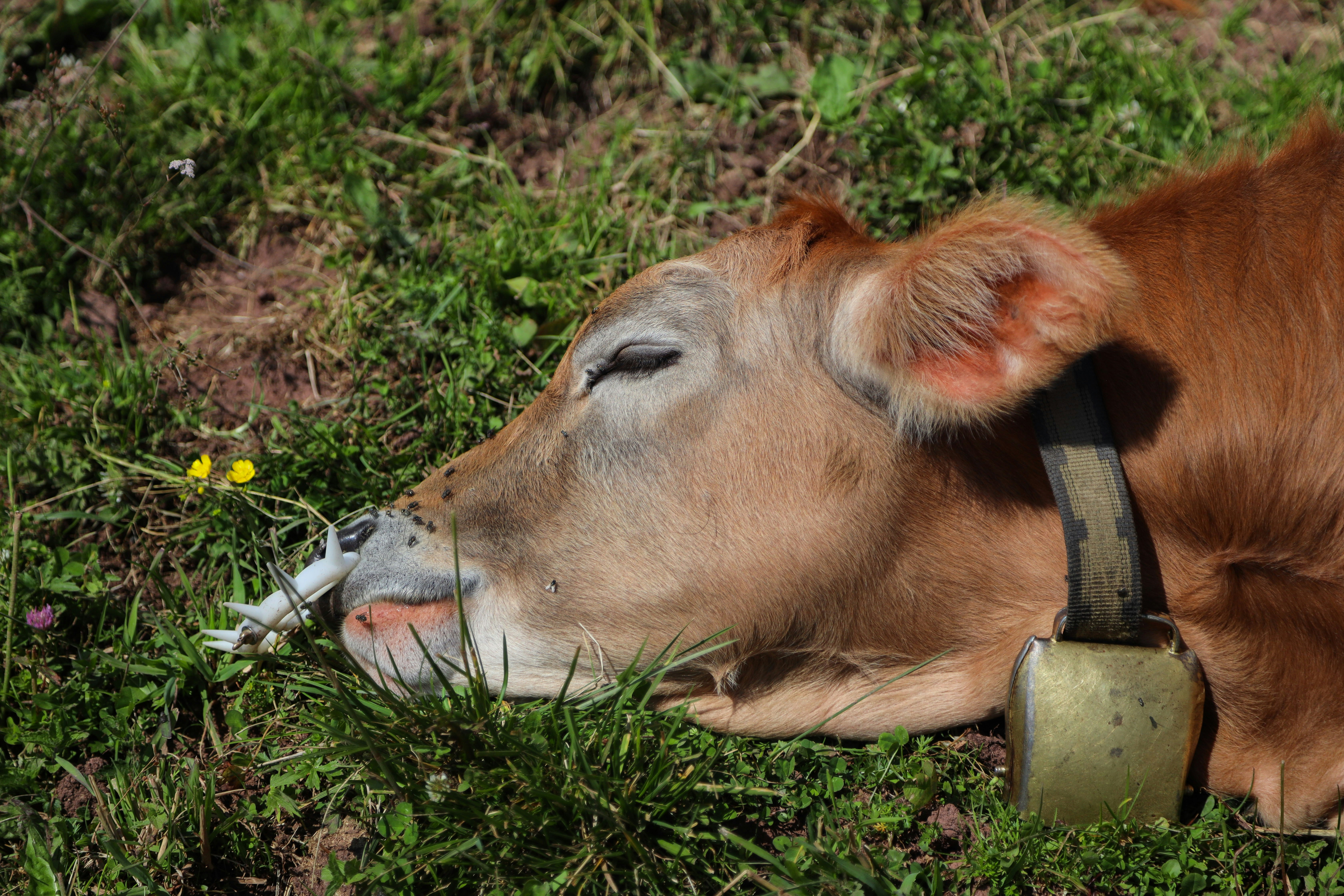 Dozing in the Meadow: A Tender Moment with a Bell-Collared Cow