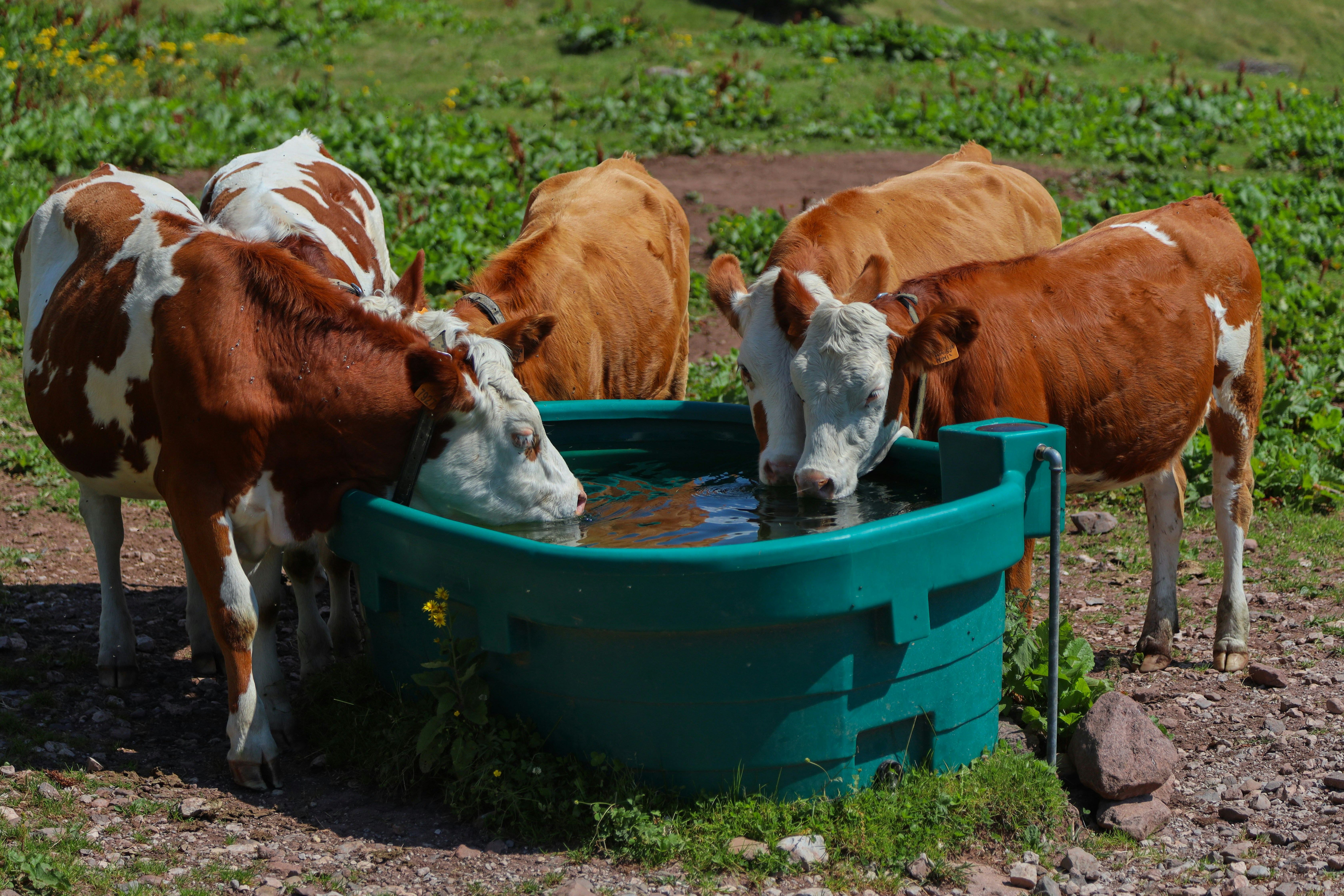 Gathering at the Watering Hole: A Rural Moment