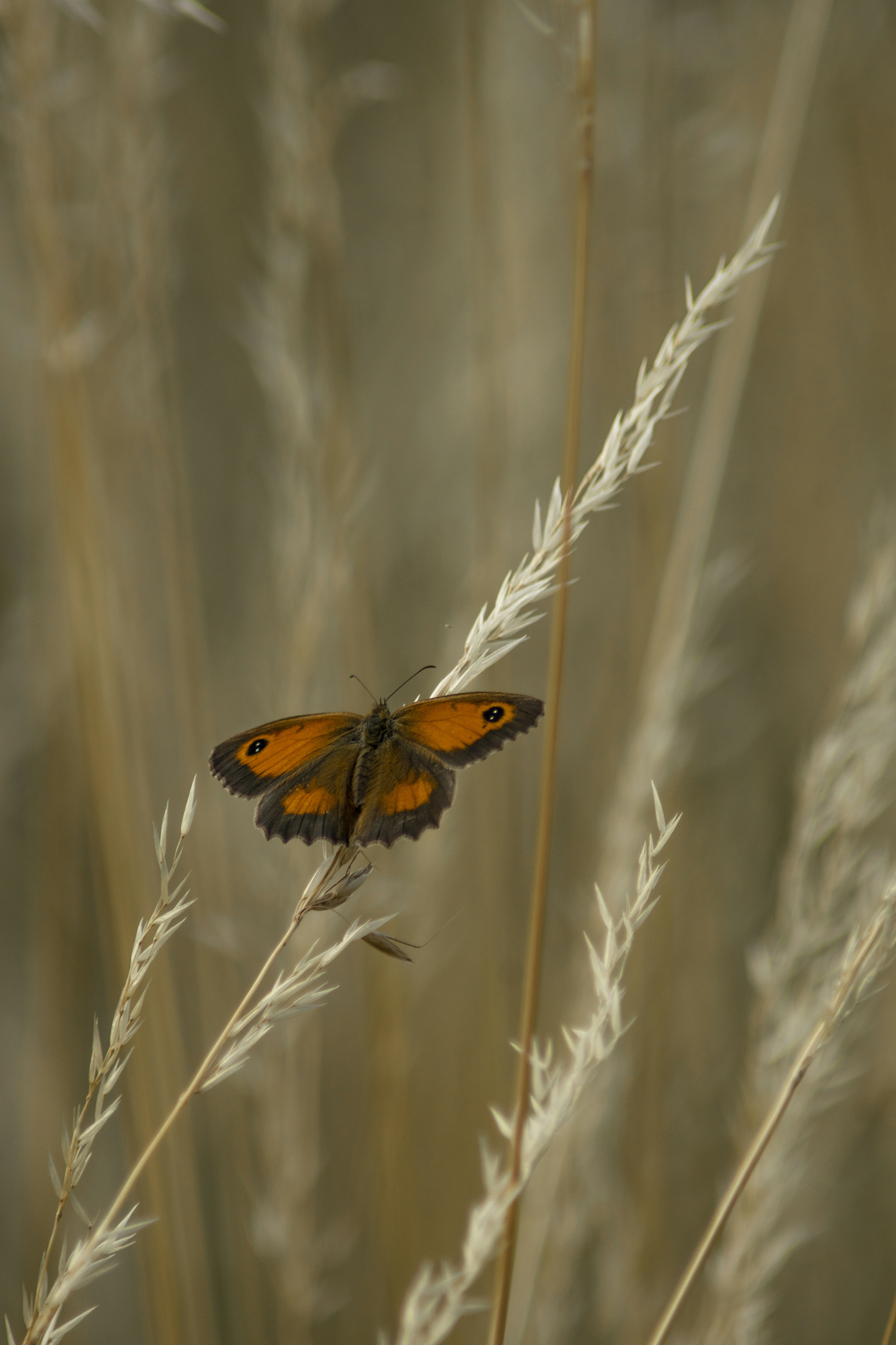 Whispers of Nature: The Butterfly's Perch