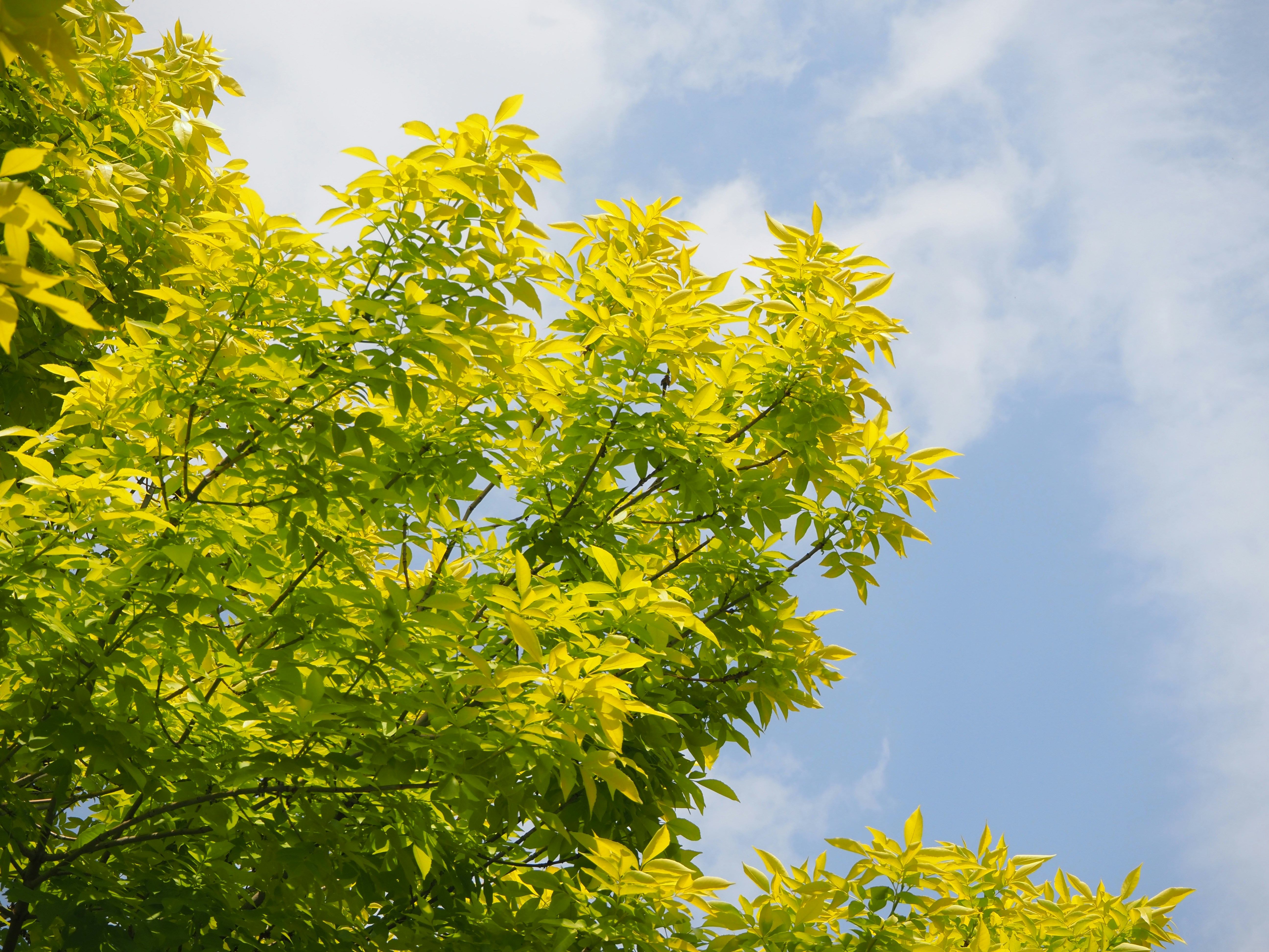 Golden Canopy Against a Serene Sky