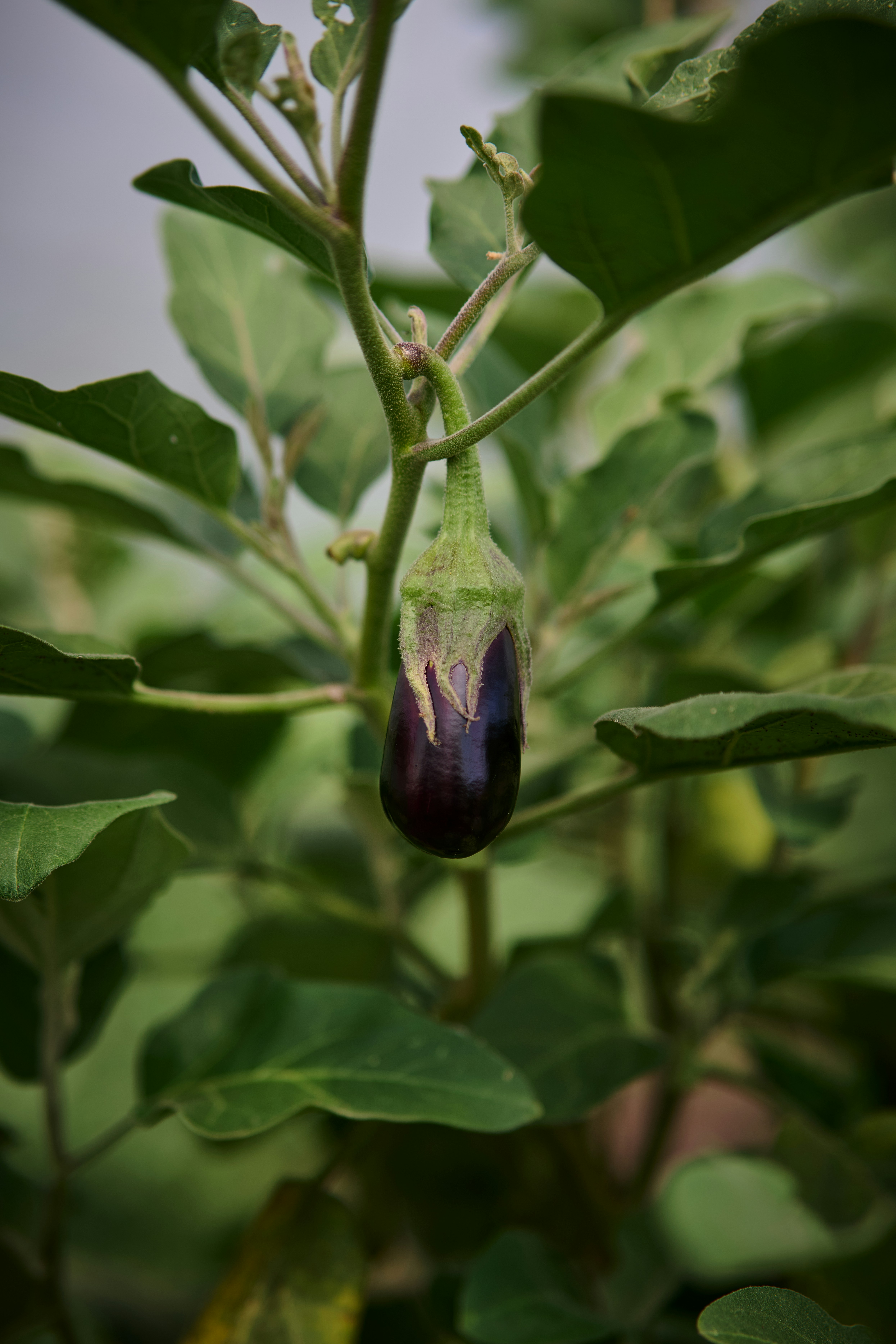 An eggplant hangs from a leafy stem.