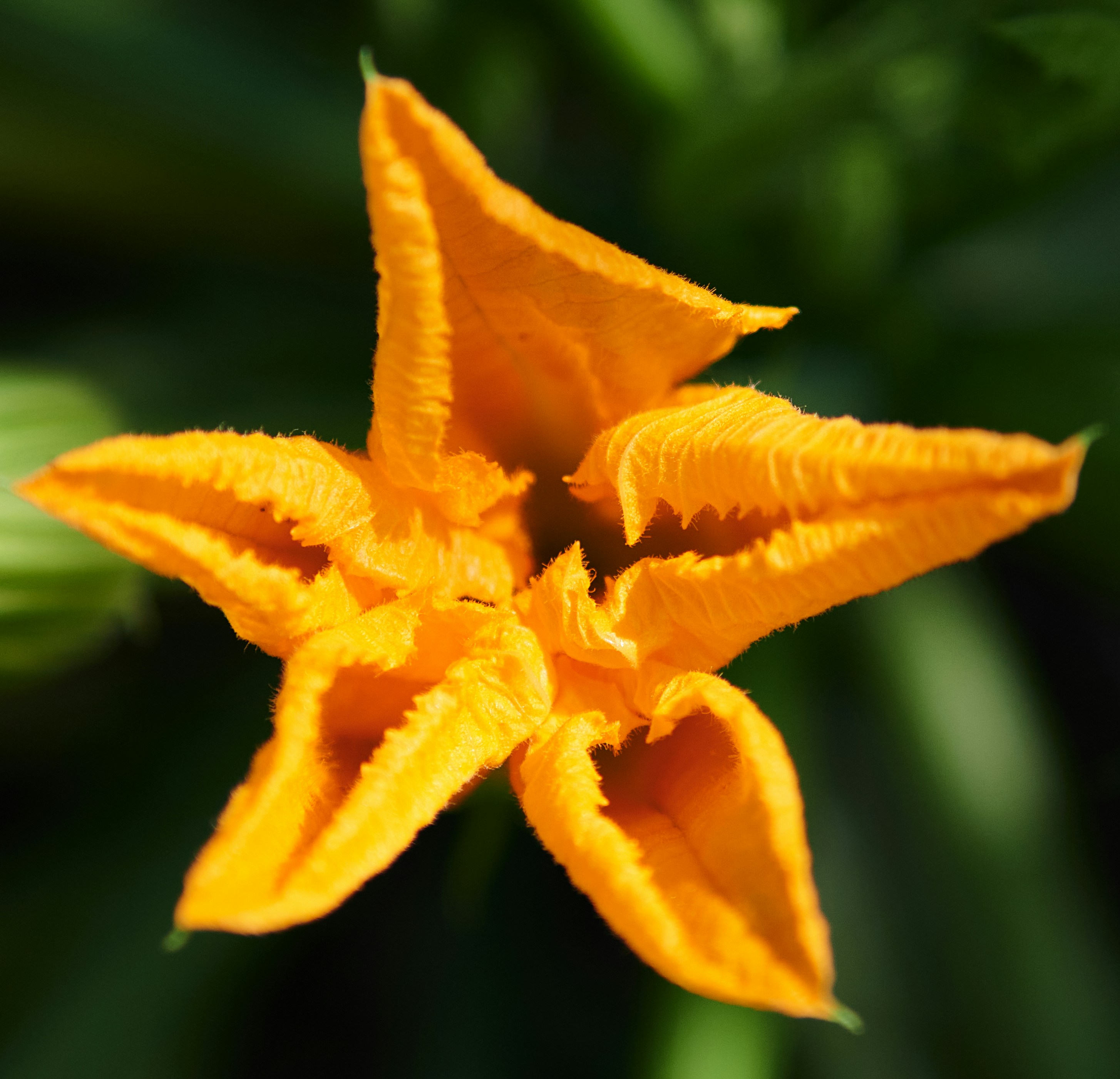 A vibrant orange zucchini flower is blooming.