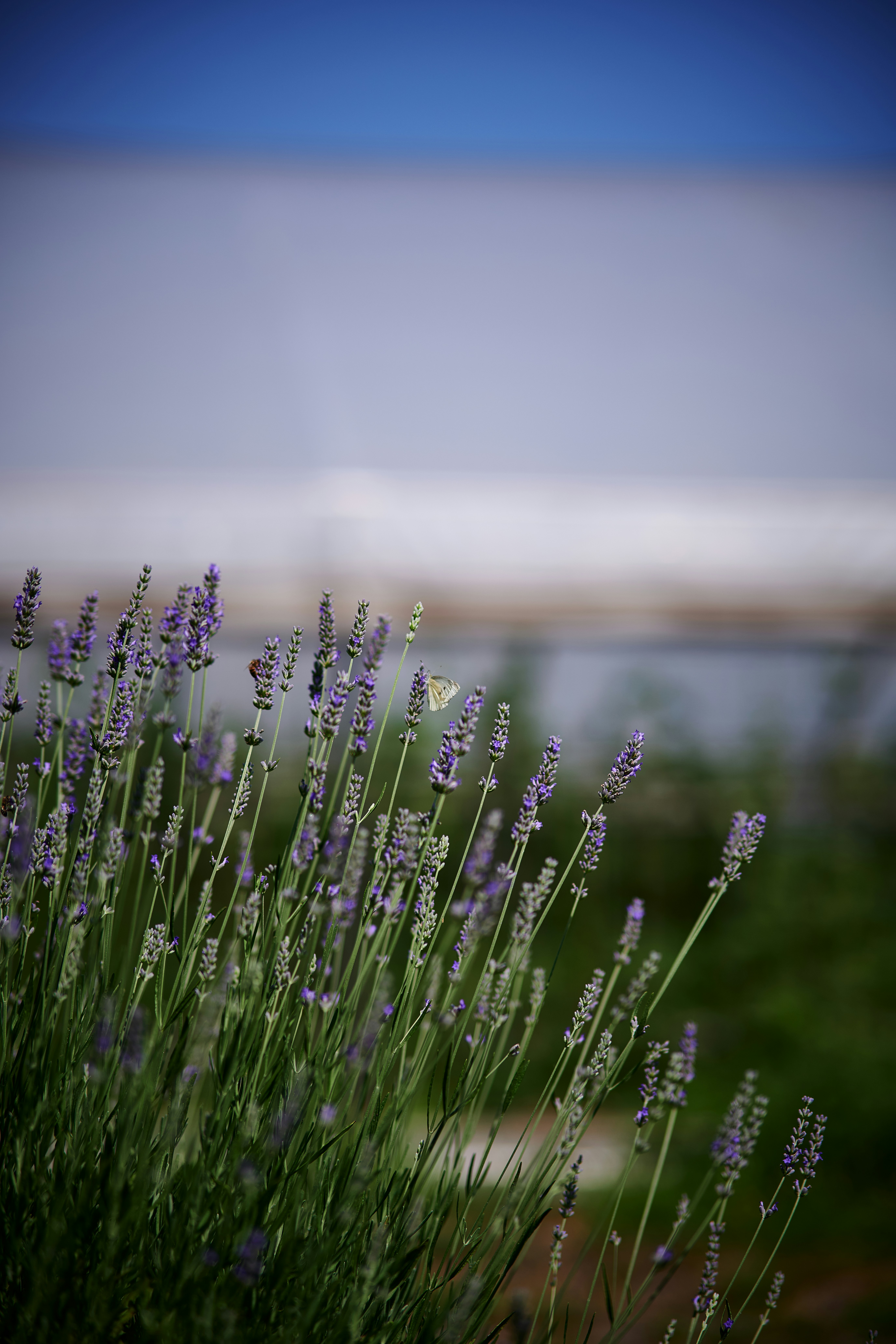 Whispers of Lavender Under a Clear Sky