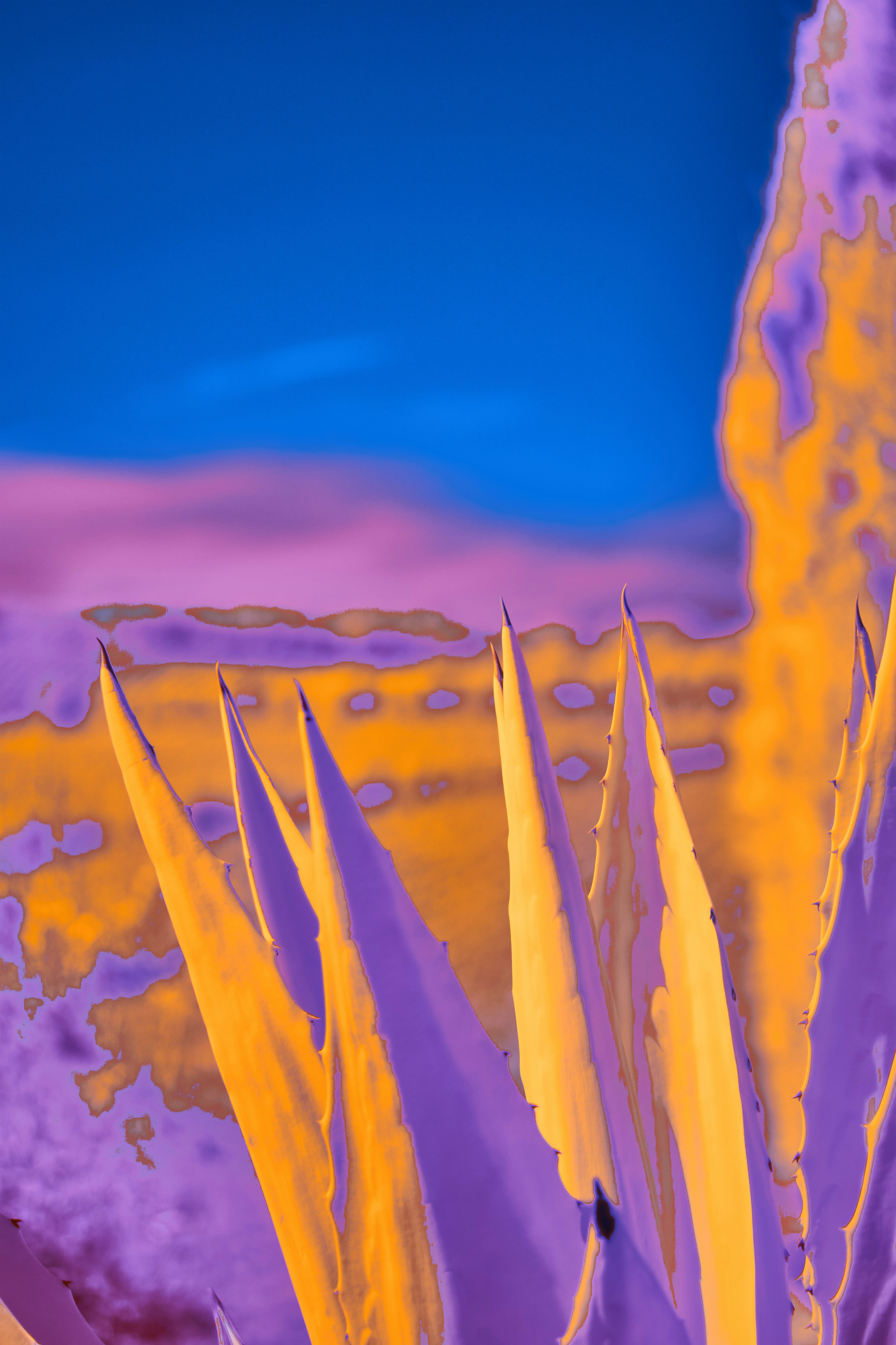 Agave plant glows against vibrant blue and pink sky.
