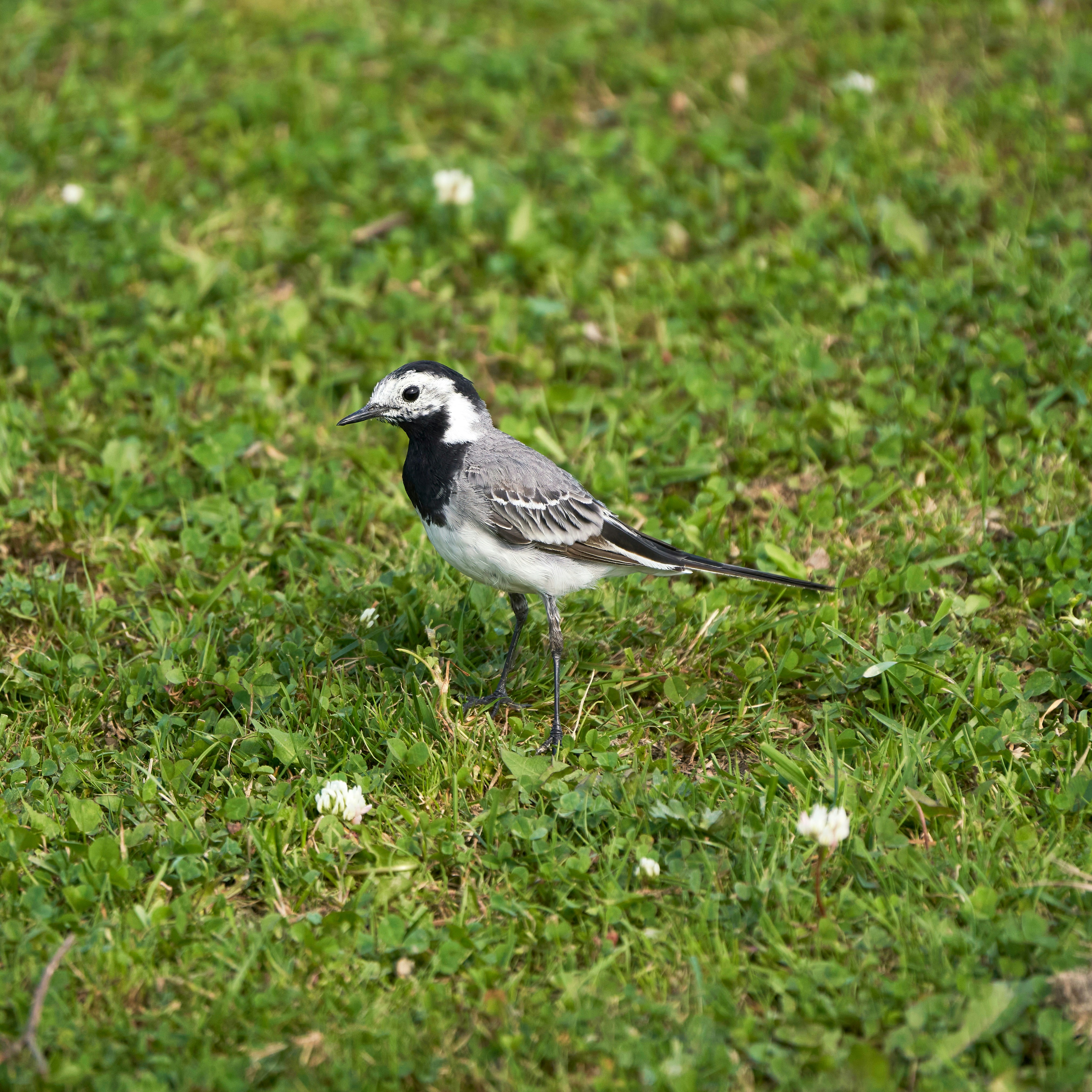 A Moment of Stillness: The Meadow's Watchful Guardian