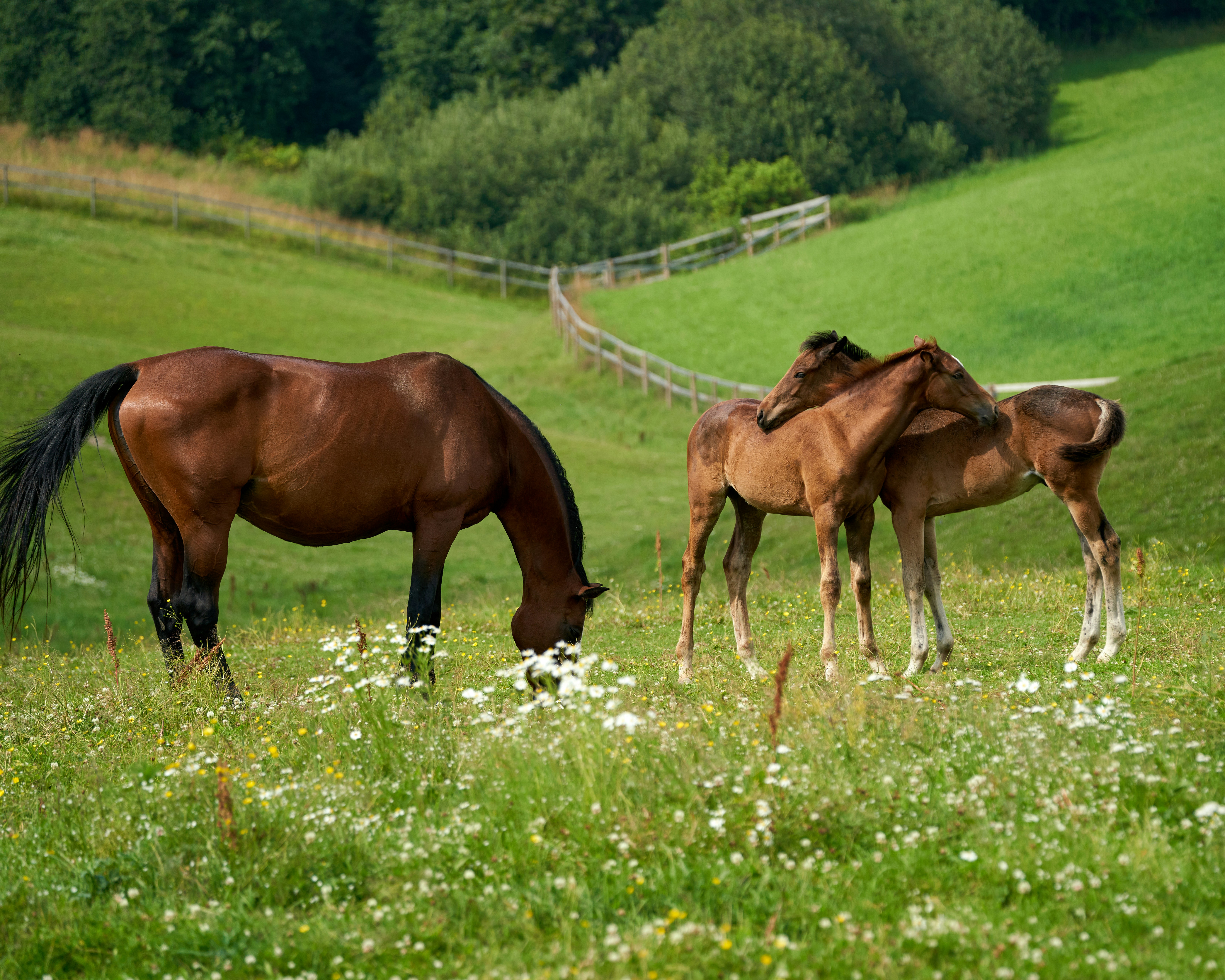 A brown motherhorse is grazing and her foal siblings caress each other in a wildflower-filled summer pasture, Lørenskog, Norway