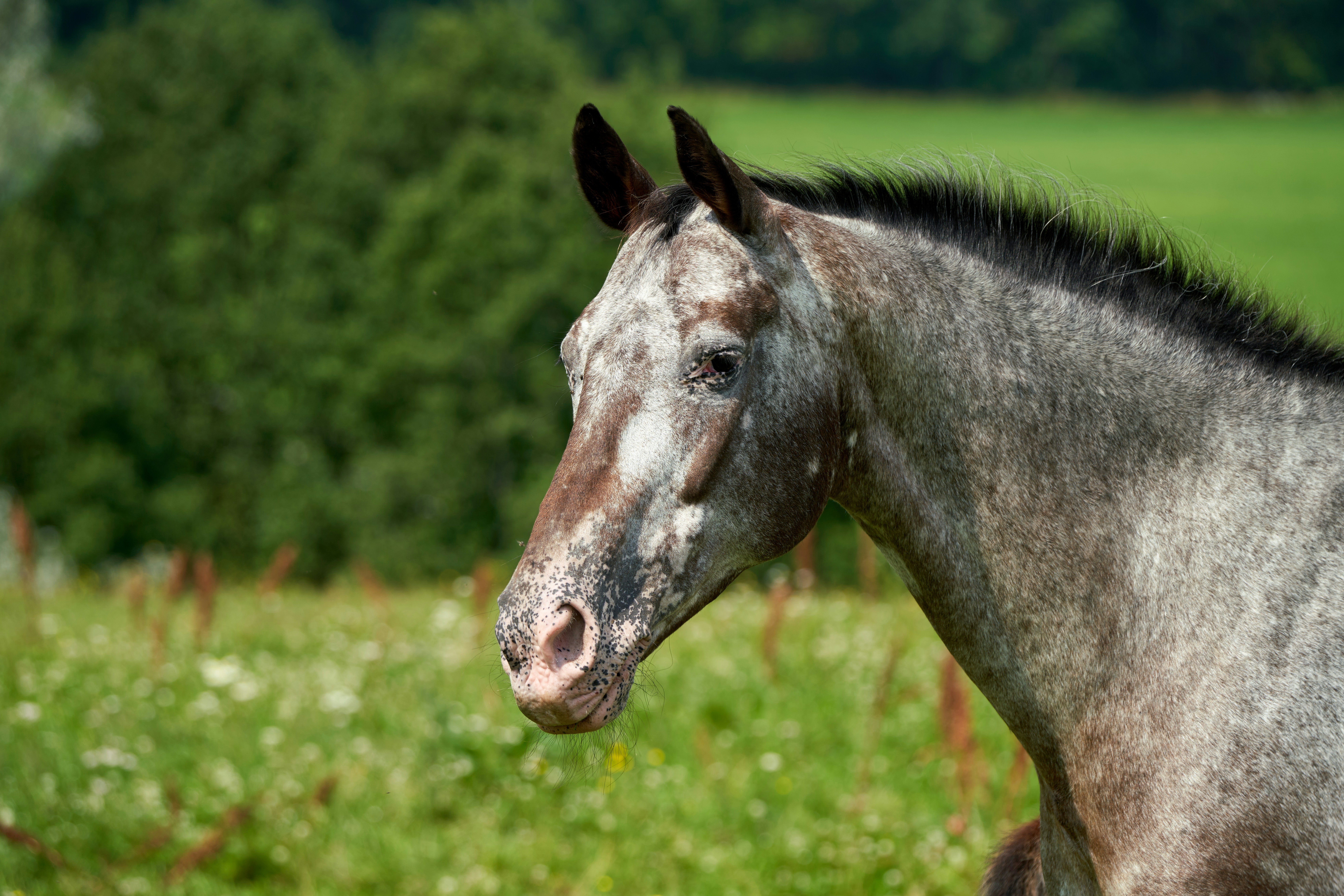 A Quiet Gaze: Gray Horse Framed in a Sunlit Meadow