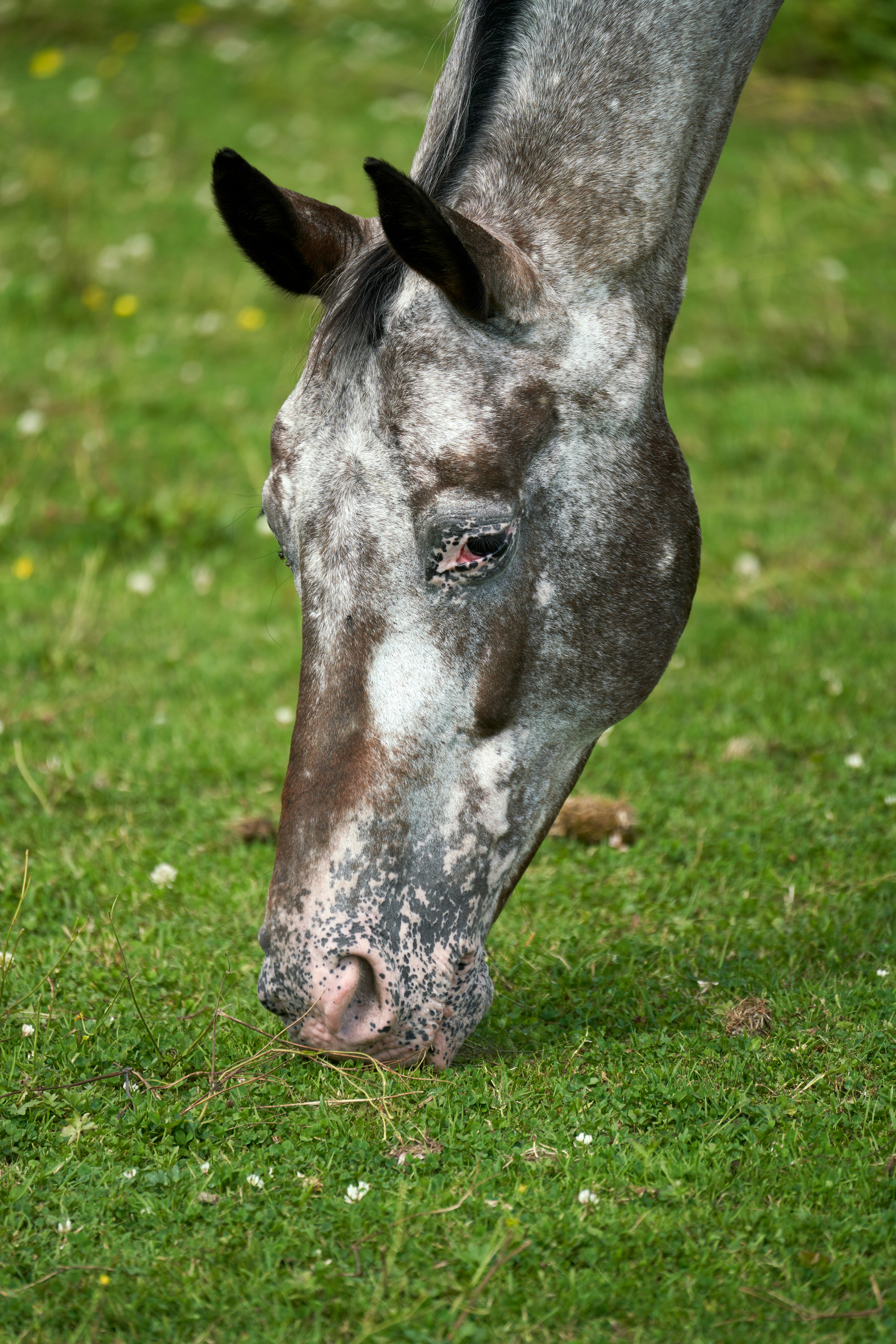 Whispers of the Meadow: A Grazing Moment
