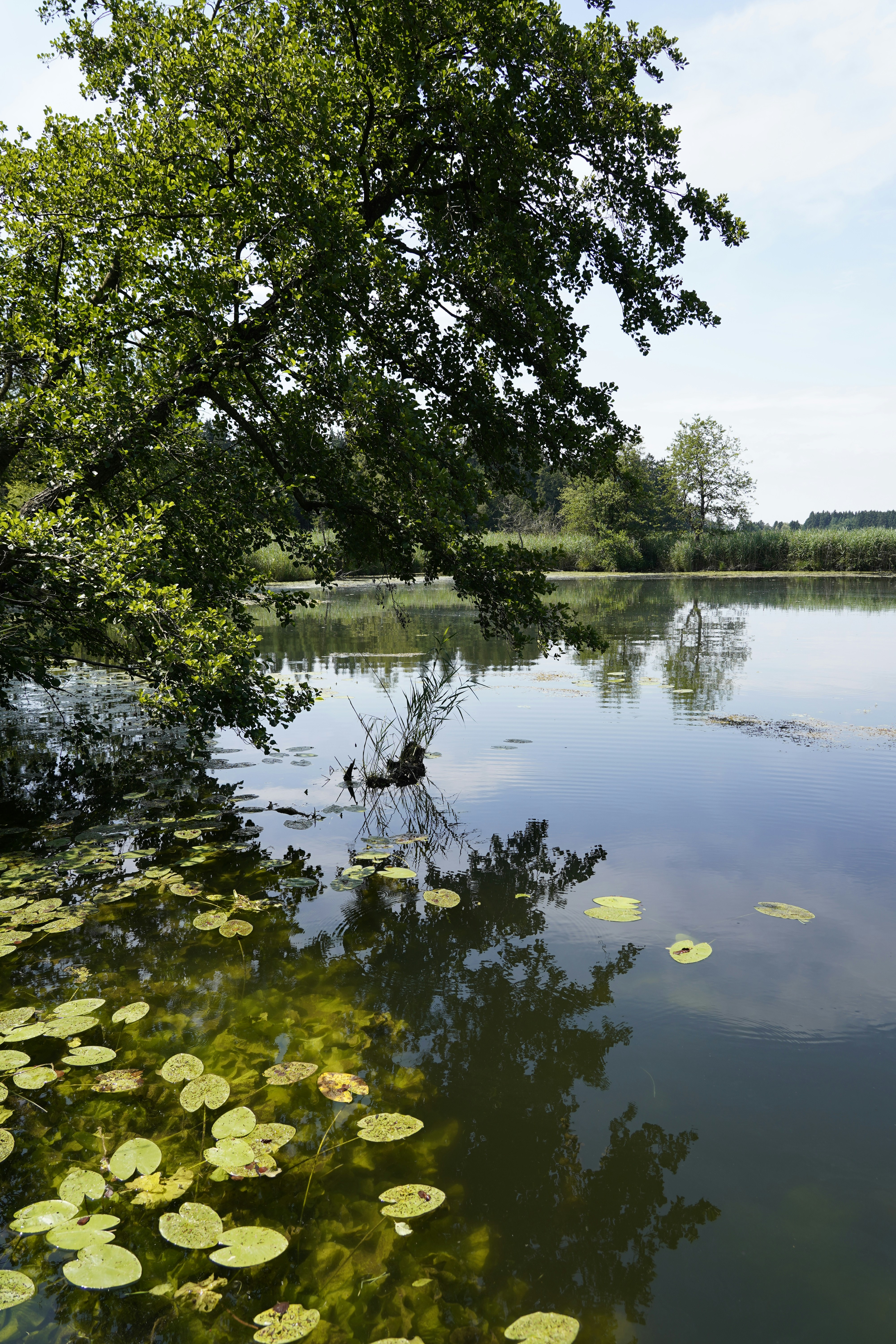 Lily pads float serenely on a calm lake, with trees framing the scene and reflections dancing on the water's surface.