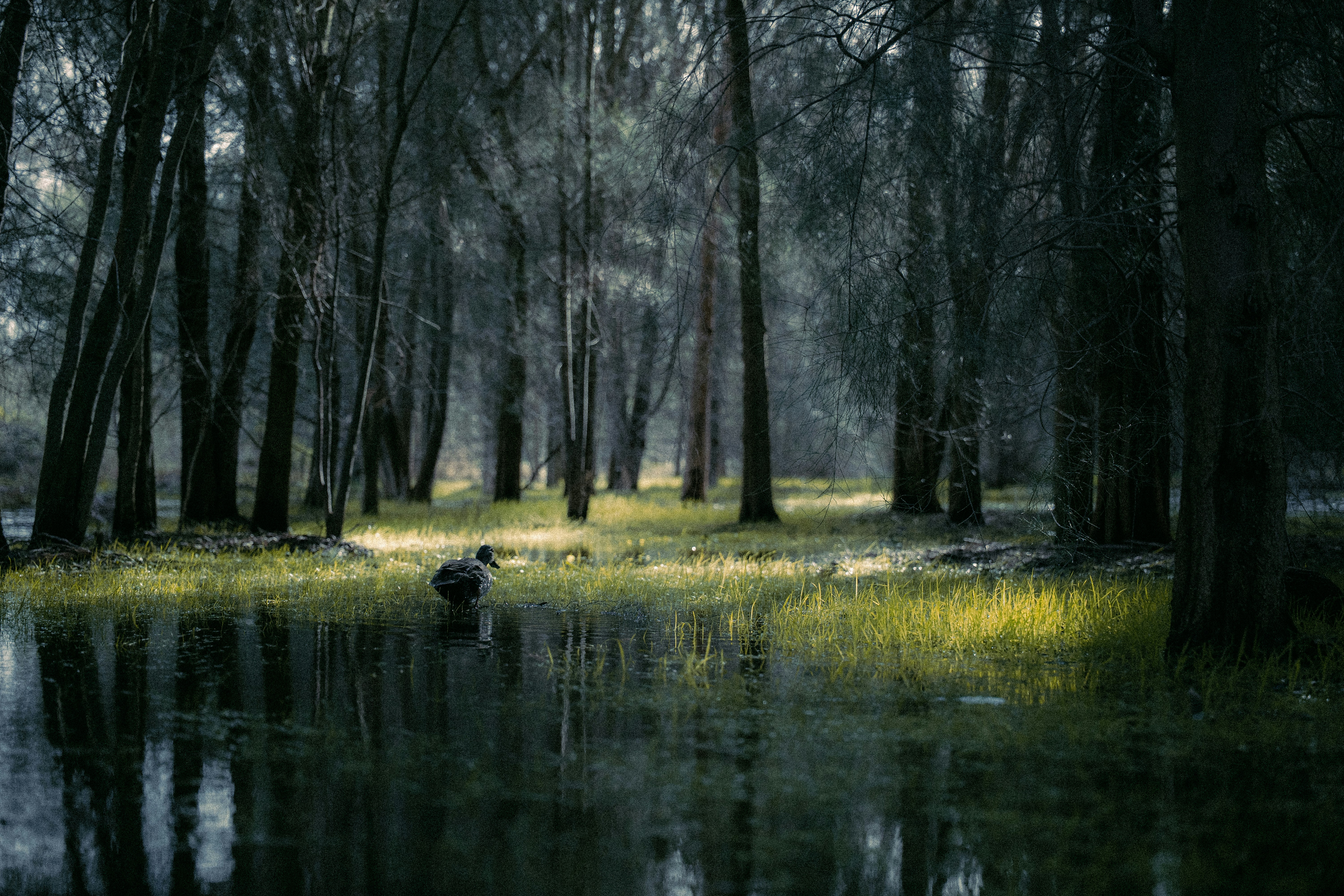 Whispers of the Wetlands