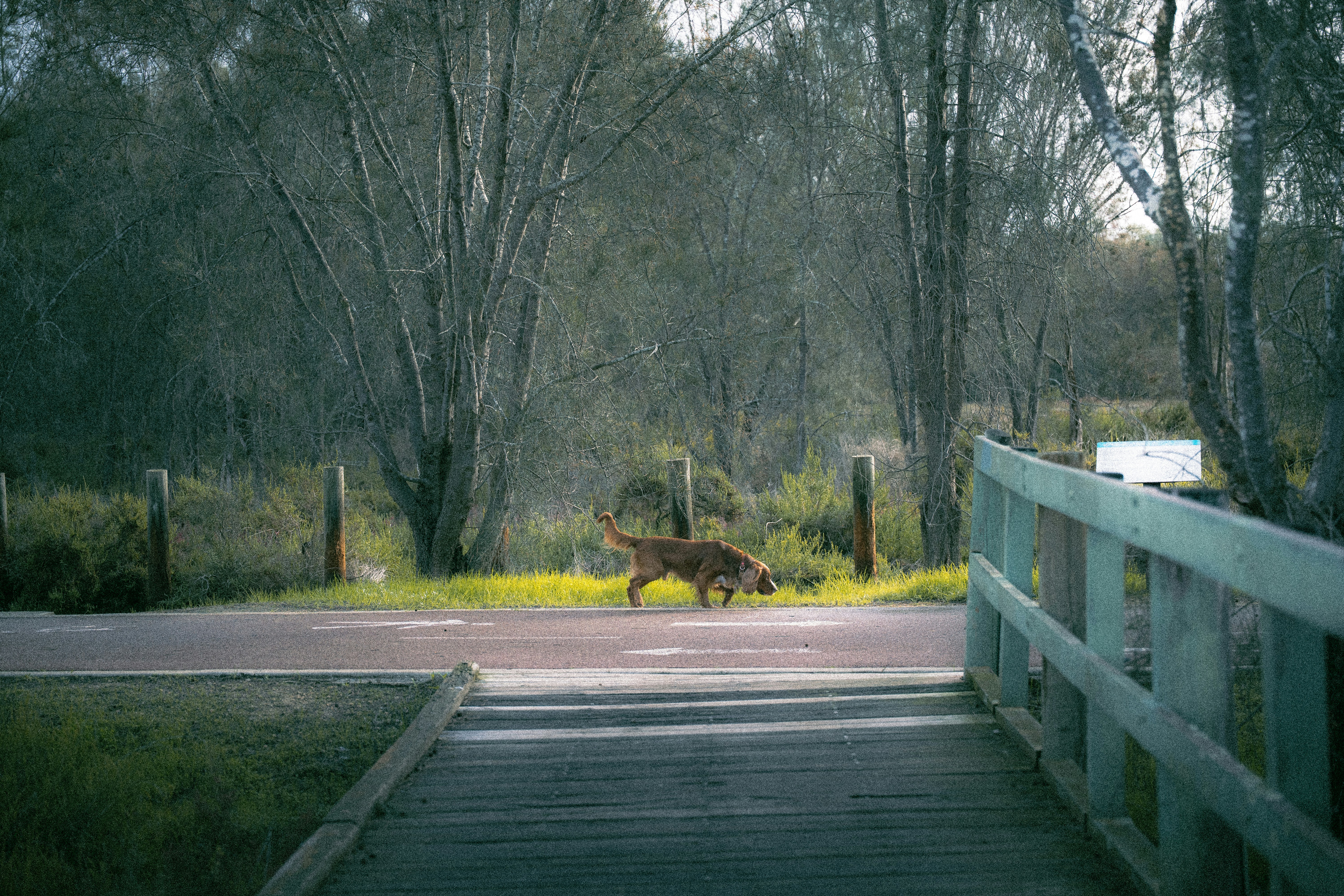 A dog crosses a road in a scenic forest.